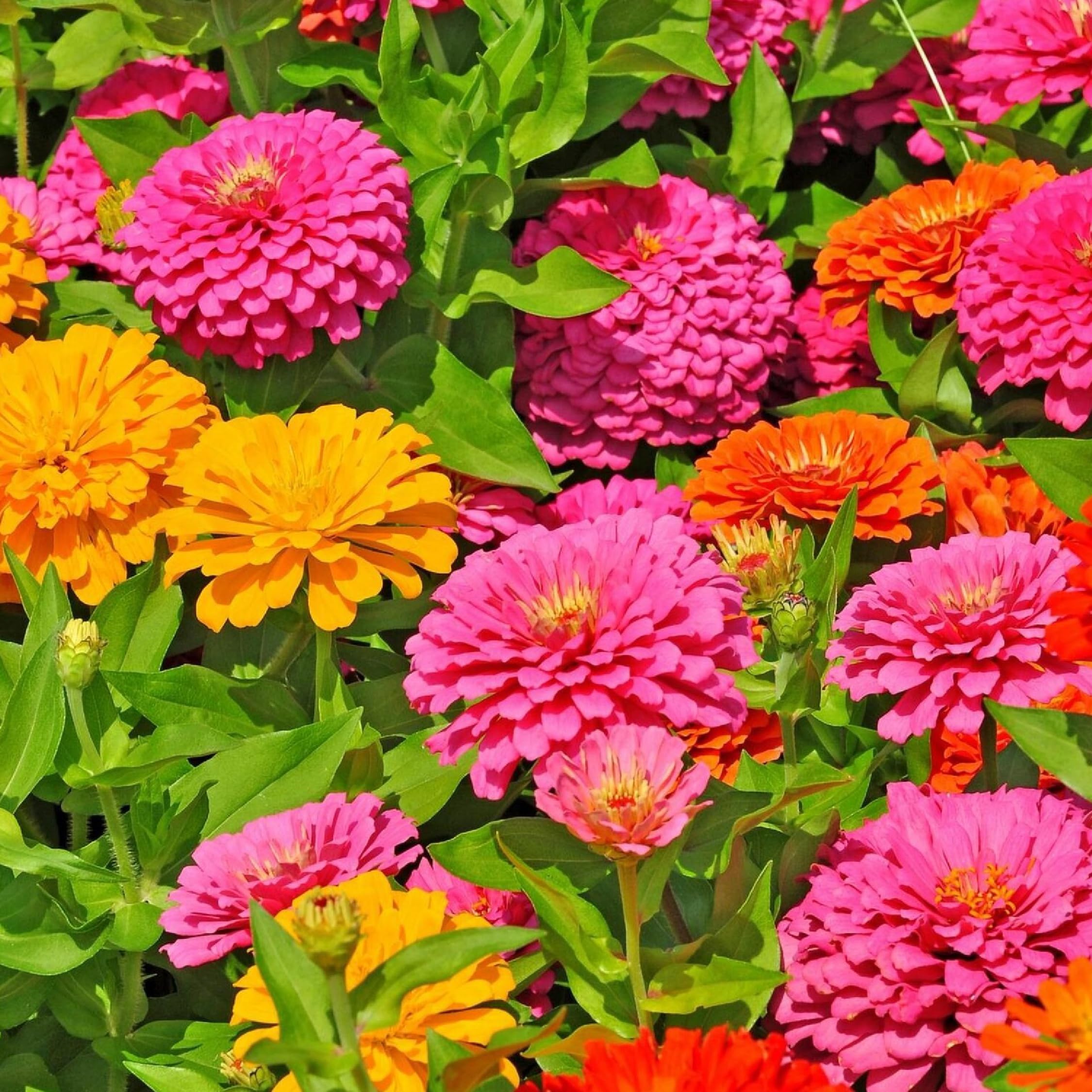 Amazon.com : Mixed Double Zinnia Seeds - 300+ Non-GMO Zinnia Seeds for ...