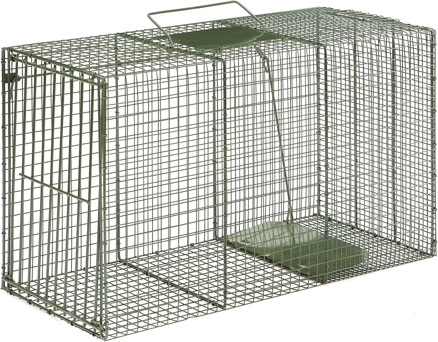 Amazon.com : Little Giant® Single Door Live Trap | Racoon Trap | Live ...