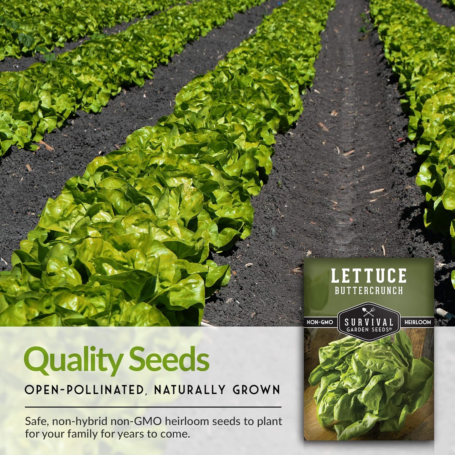 5 paquetes de semillas de lechuga Buttercrunch para plantar, paquete ...