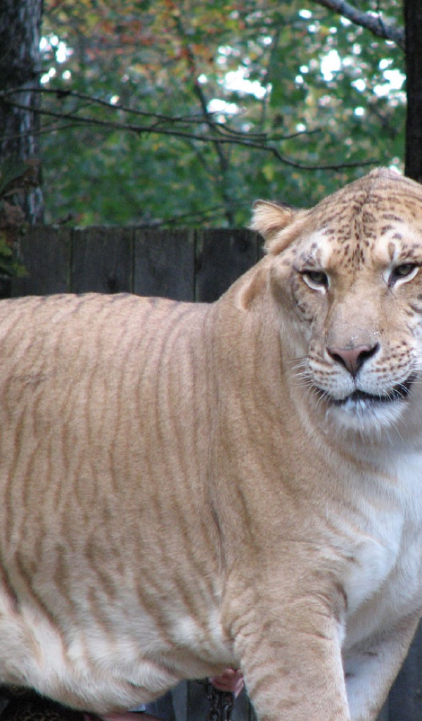 Liger Wallpaper -- HD Wallpapers of Ligers!:Amazon.de:Appstore for Android