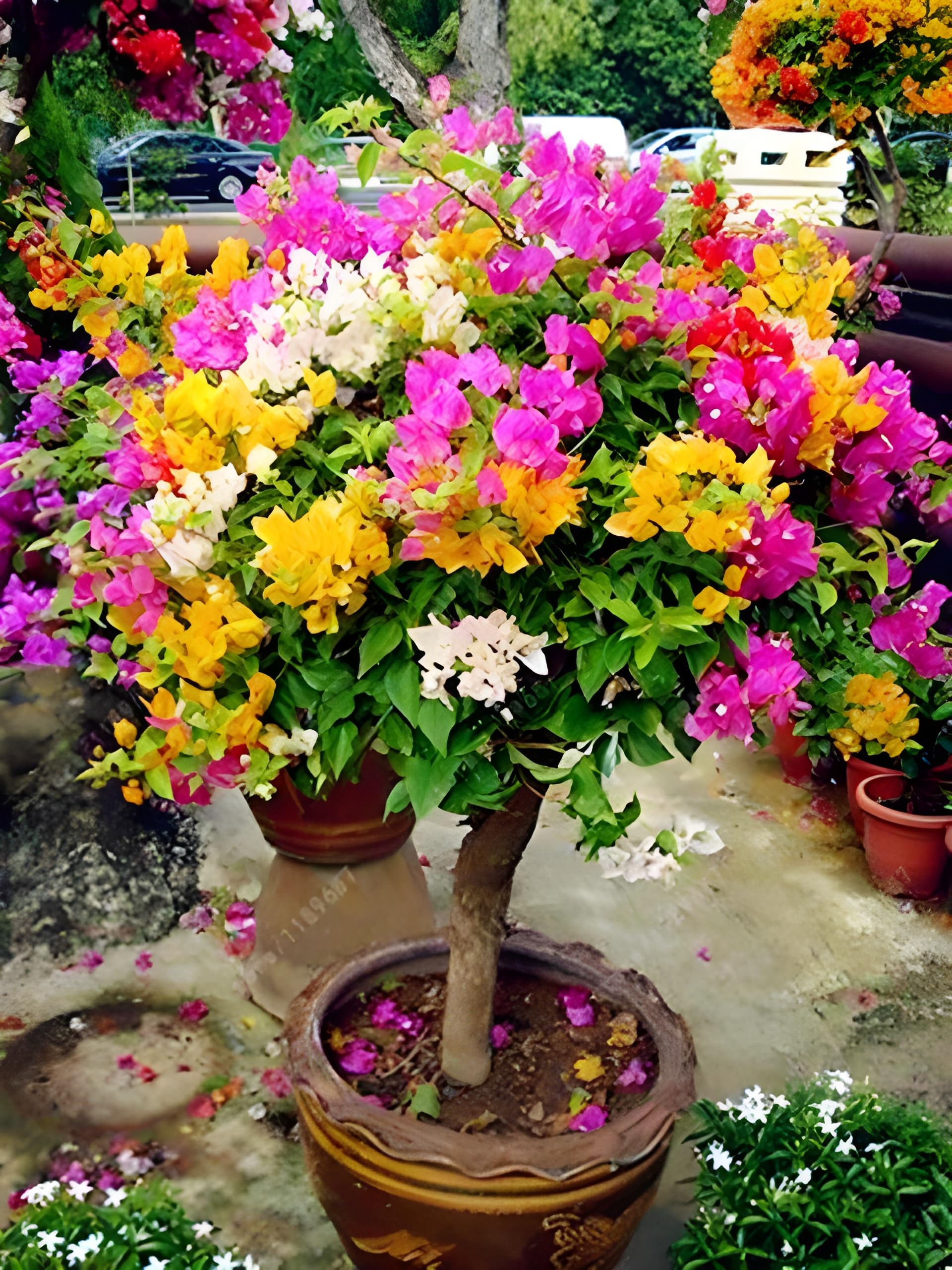 Bougainvillea Plant Colors Bougainvillea Various Colors