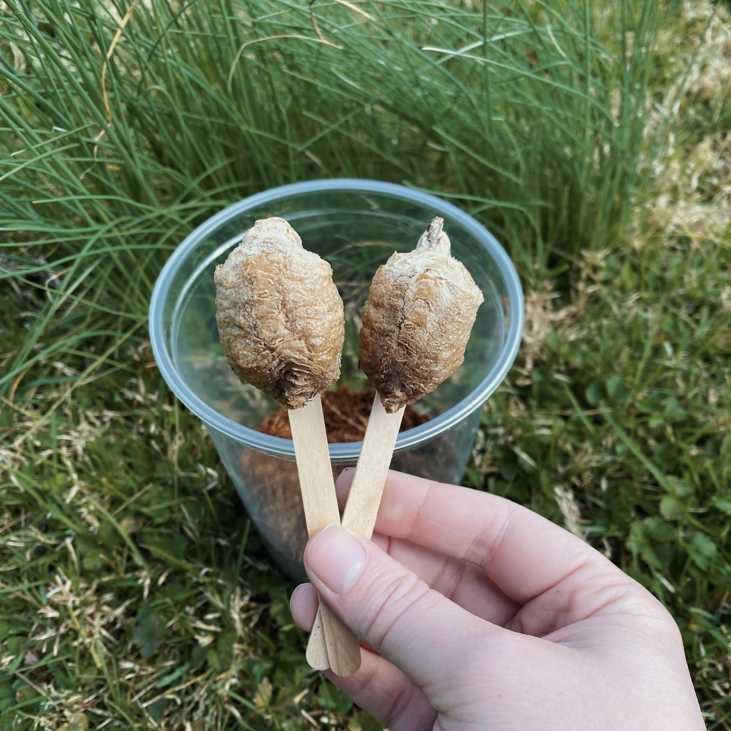 Amazon.com: Chinese Mantis Egg Hatching Kit - 2 Eggs Fresh for The ...