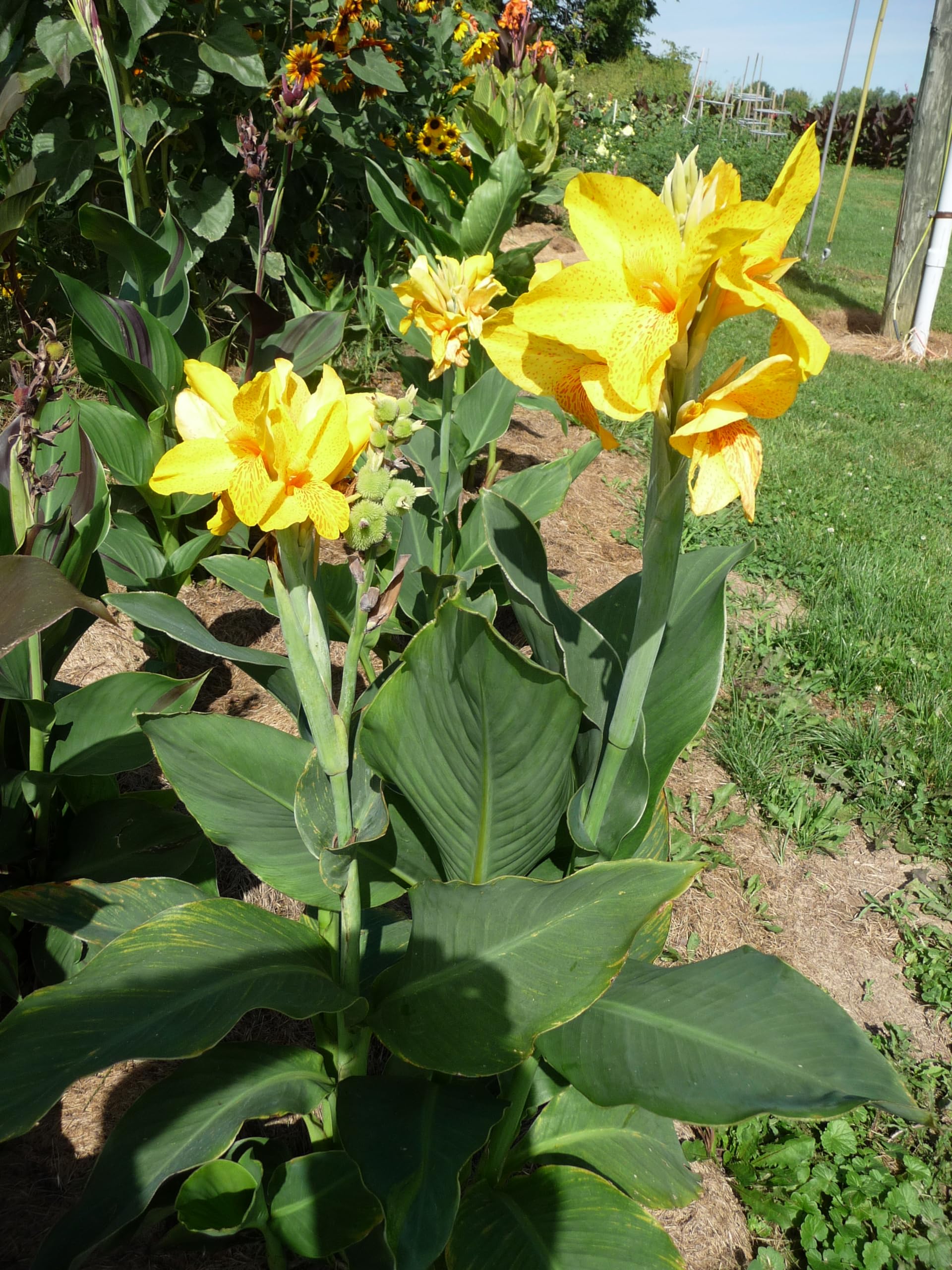 Amazon.com : 1 Yellow Canna Rhizome Bulb Grows from 5-8' Tall attracts ...