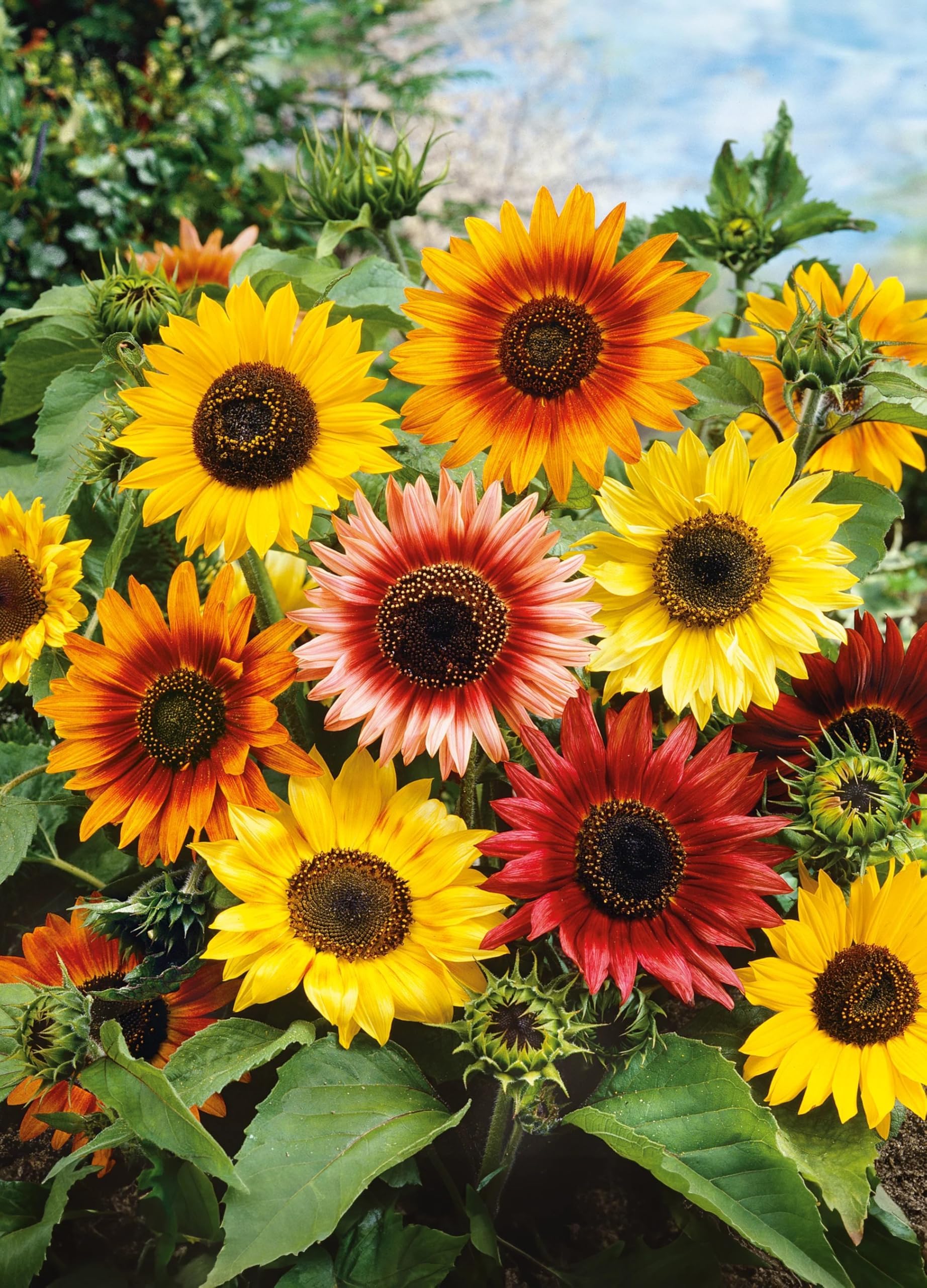 Amazon.com : Sunflower ‘Autumn Beauty’ (Helianthus annuus) Seeds, Pack ...
