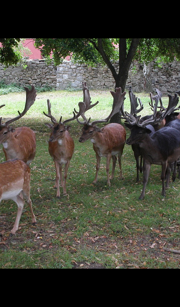 fallow deer Wallpaper -- HD Wallpapers of fallow deer!:Amazon.de ...