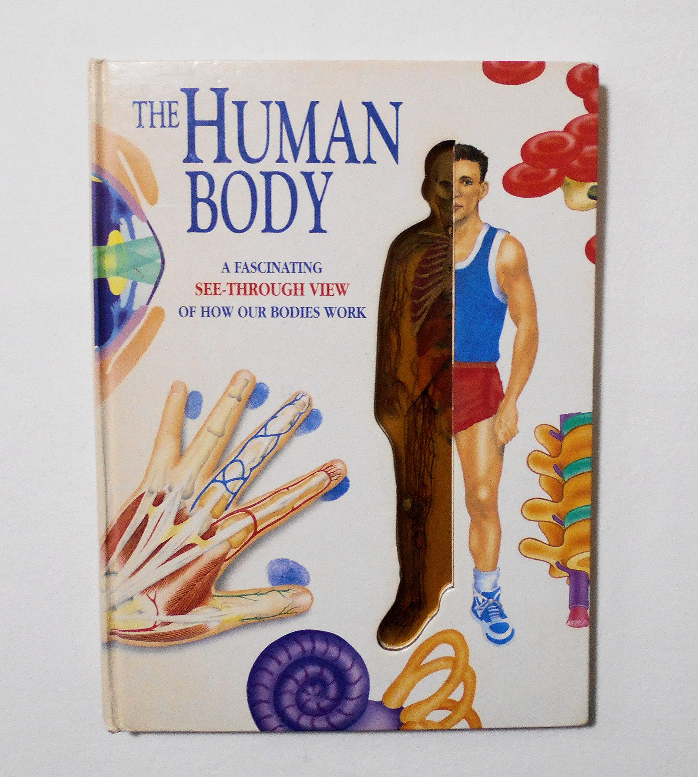 The Human Body: A Fascinating See-Through View of How Our Bodies Work ...