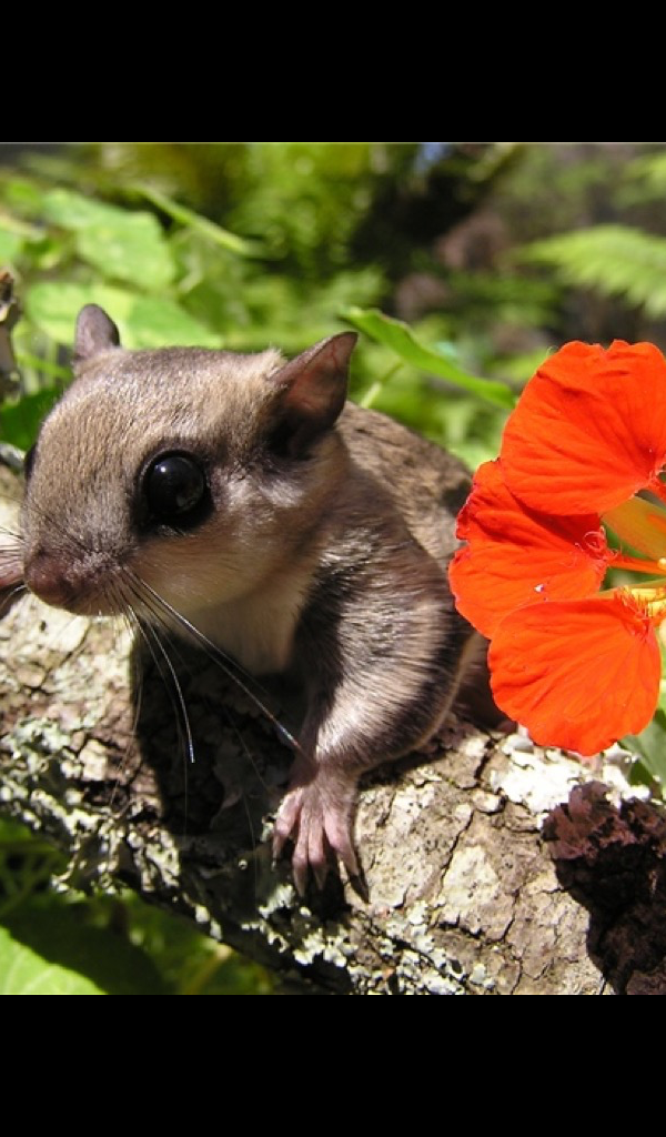 flying squirrel Wallpaper -- HD Wallpapers of flying squirrel! - App on ...