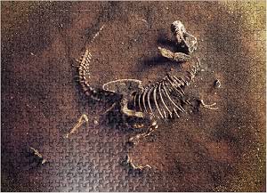 Amazon.com: MyPuzzle Dinosaur Fossil from Archaeologists - Premium 500 ...
