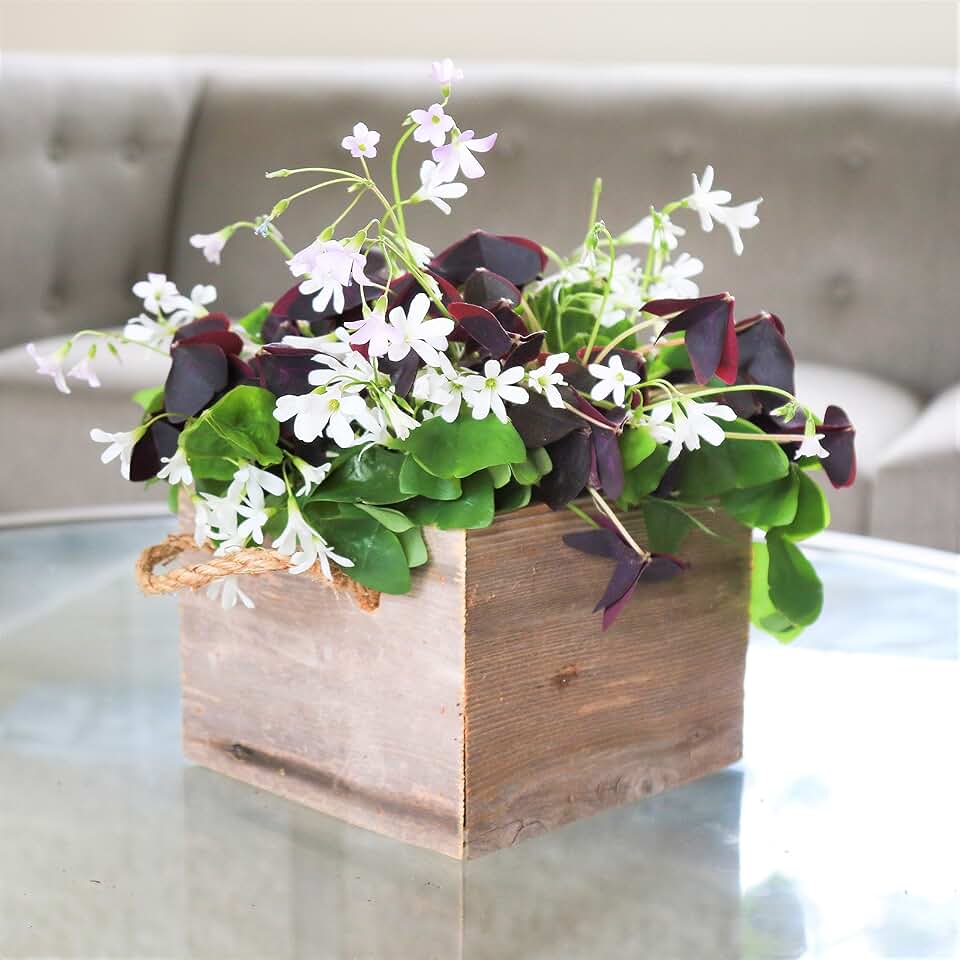 Amazon.com: shamrock plants live in pots