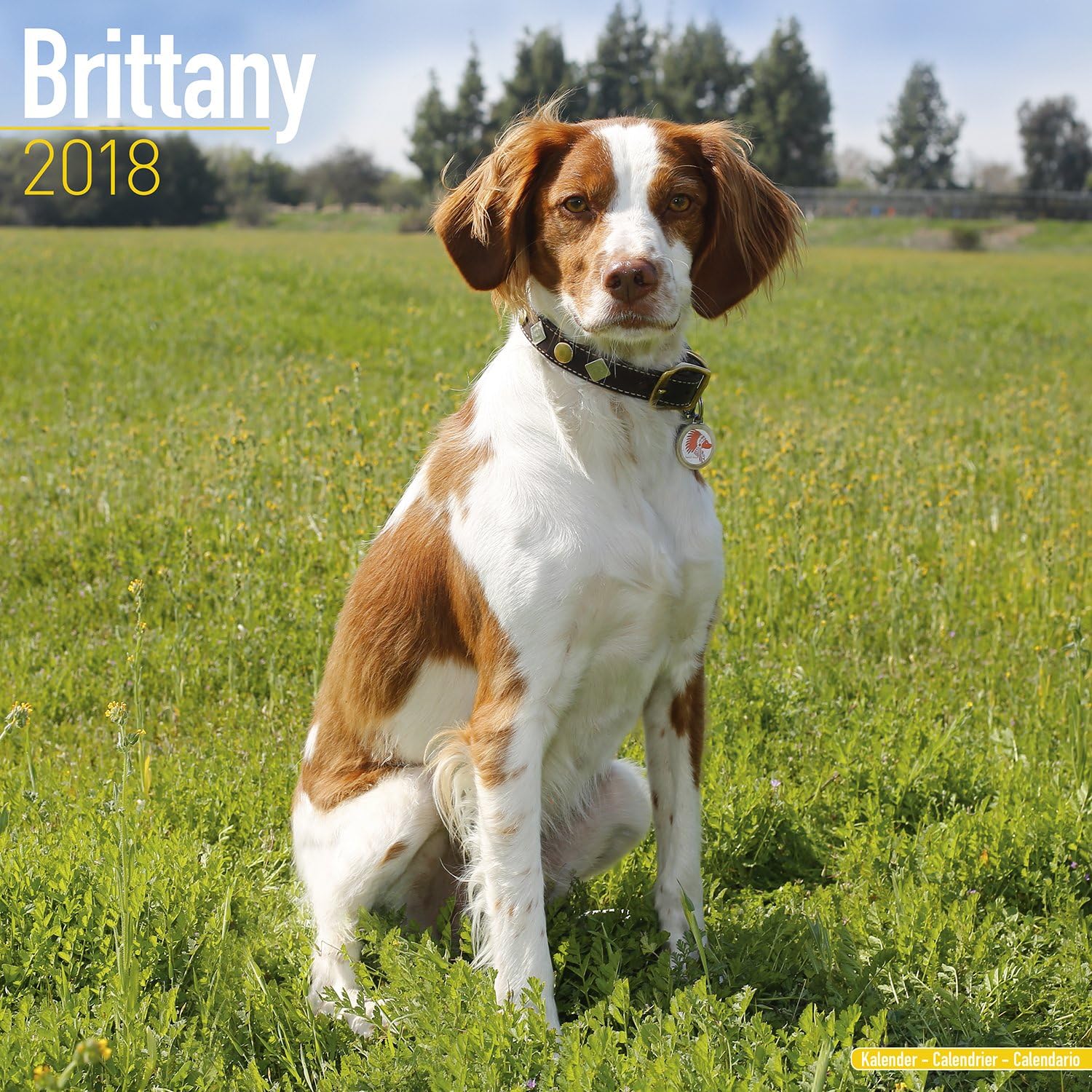 Amazon.com: Brittany Calendar - Dog Breed Calendars - 2017 - 2018 wall ...