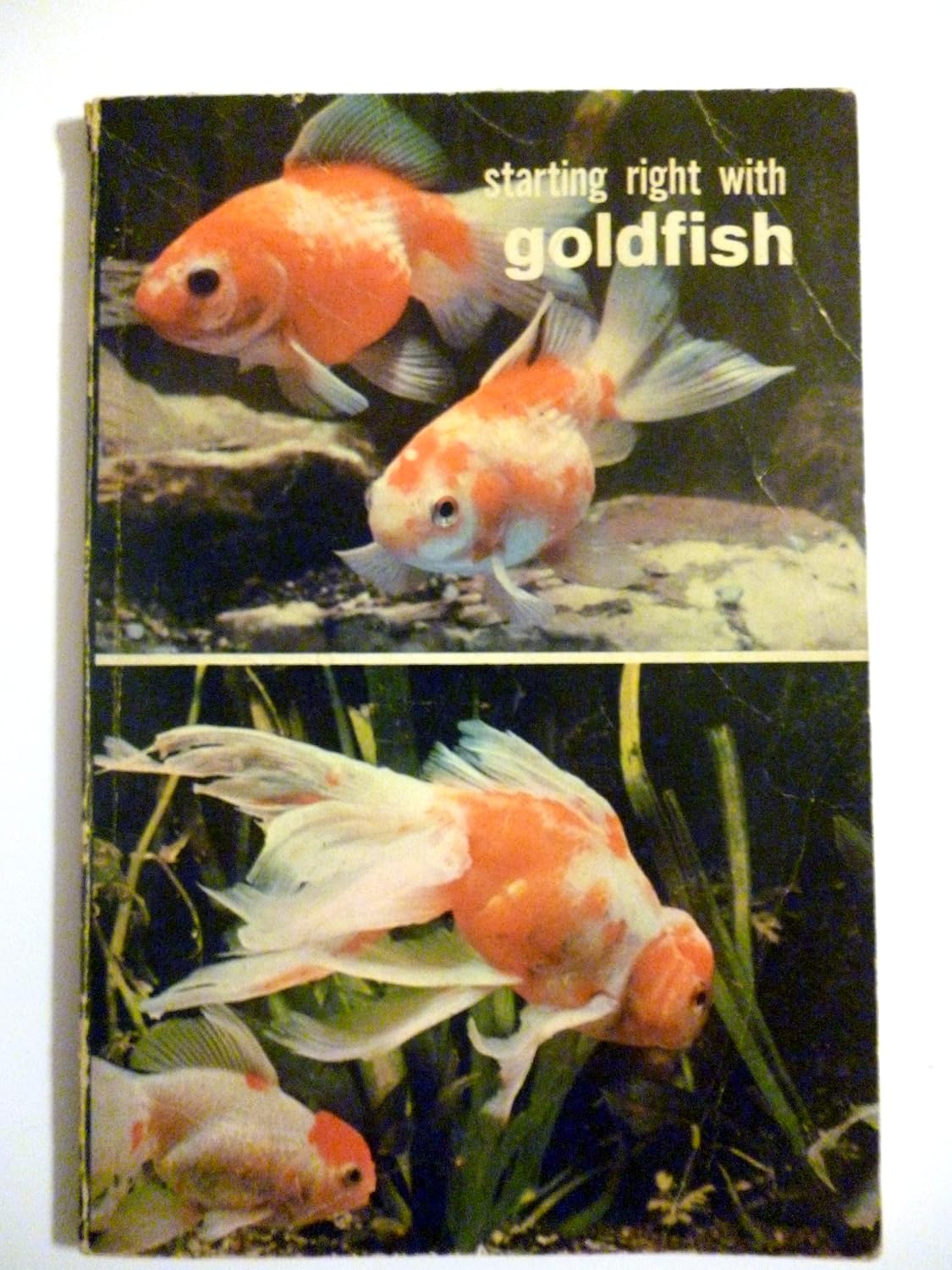 Starting Right with Goldfish: Amazon.co.uk: Books