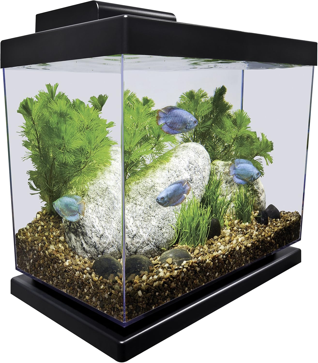 Amazon.com : Marineland Classic Aquarium Kit, 4-Gallon : Aquarium ...