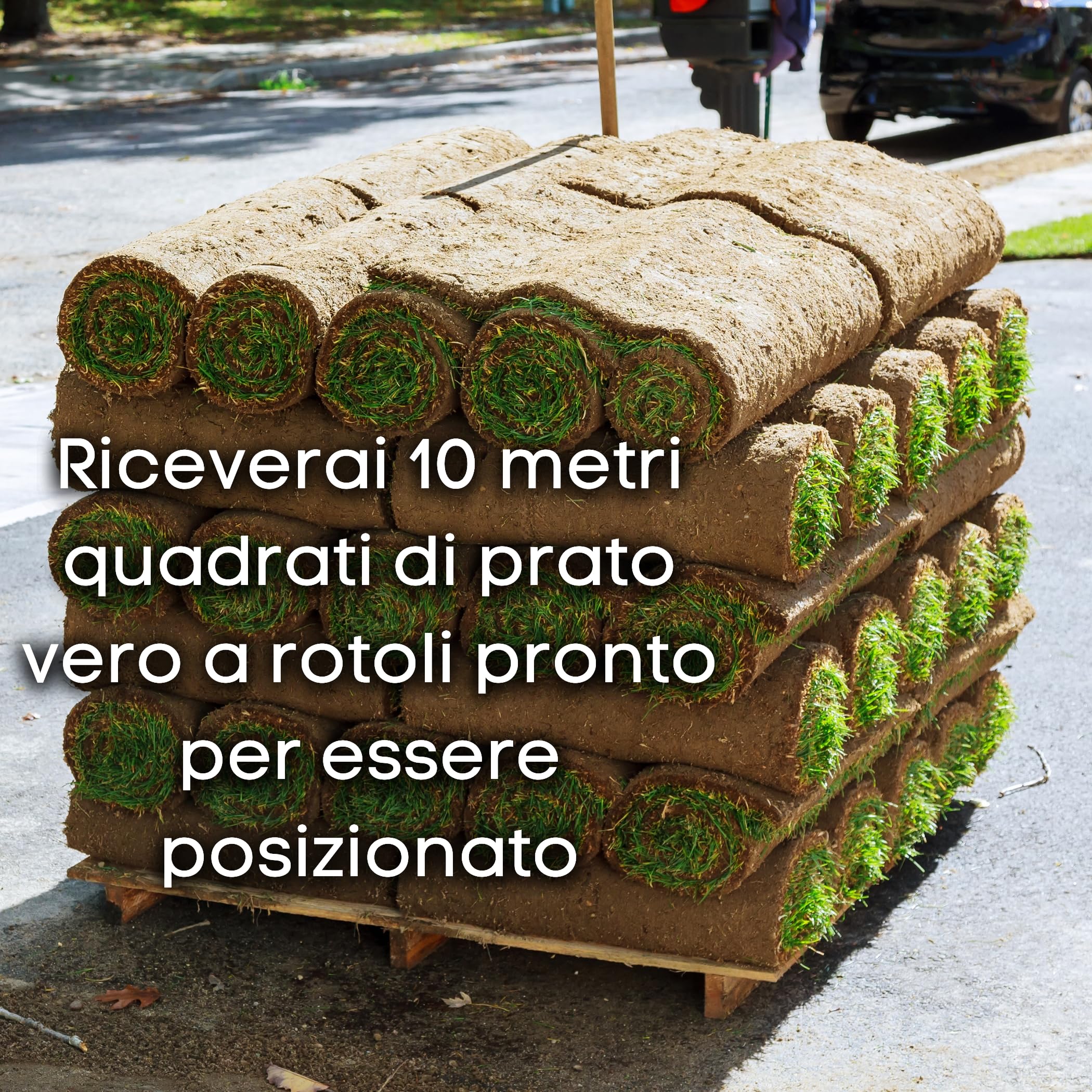 Zolle Di Prato Pronto Roma Prato Pronto In Rotoli: Semina,