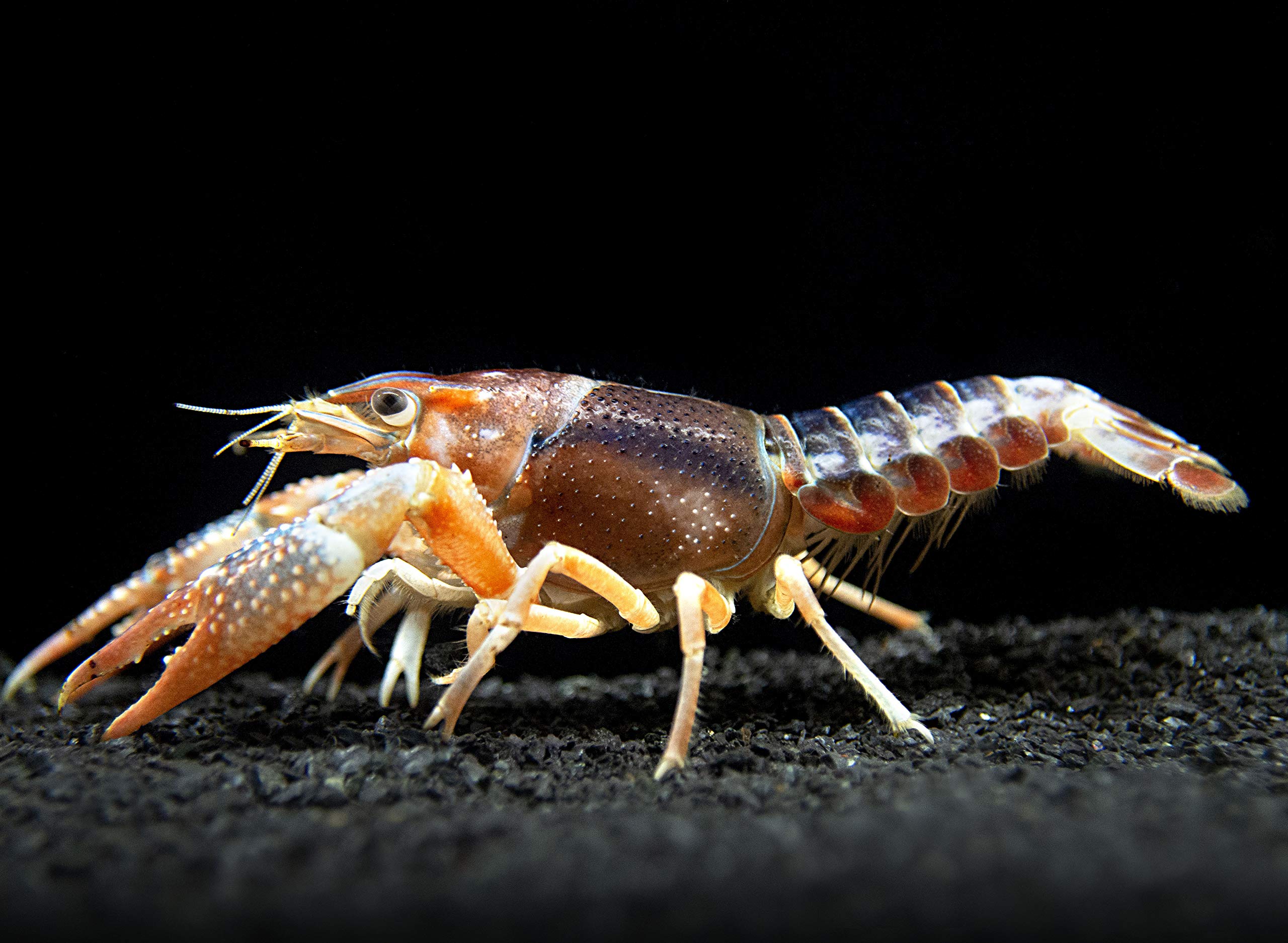 Procambarus Clarkii Ghost
