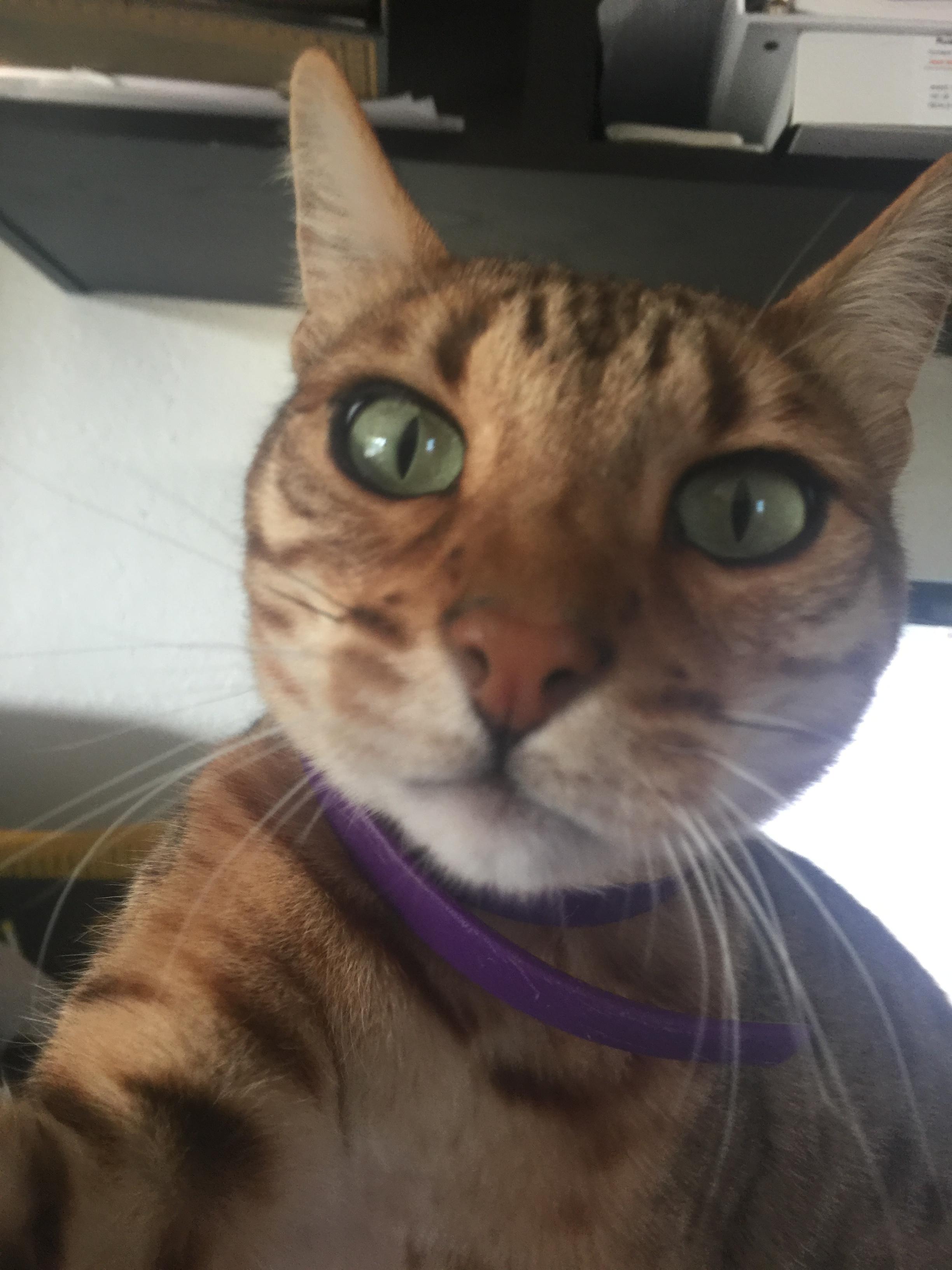 Amazon.com: Debbie Russell: books, biography, latest update