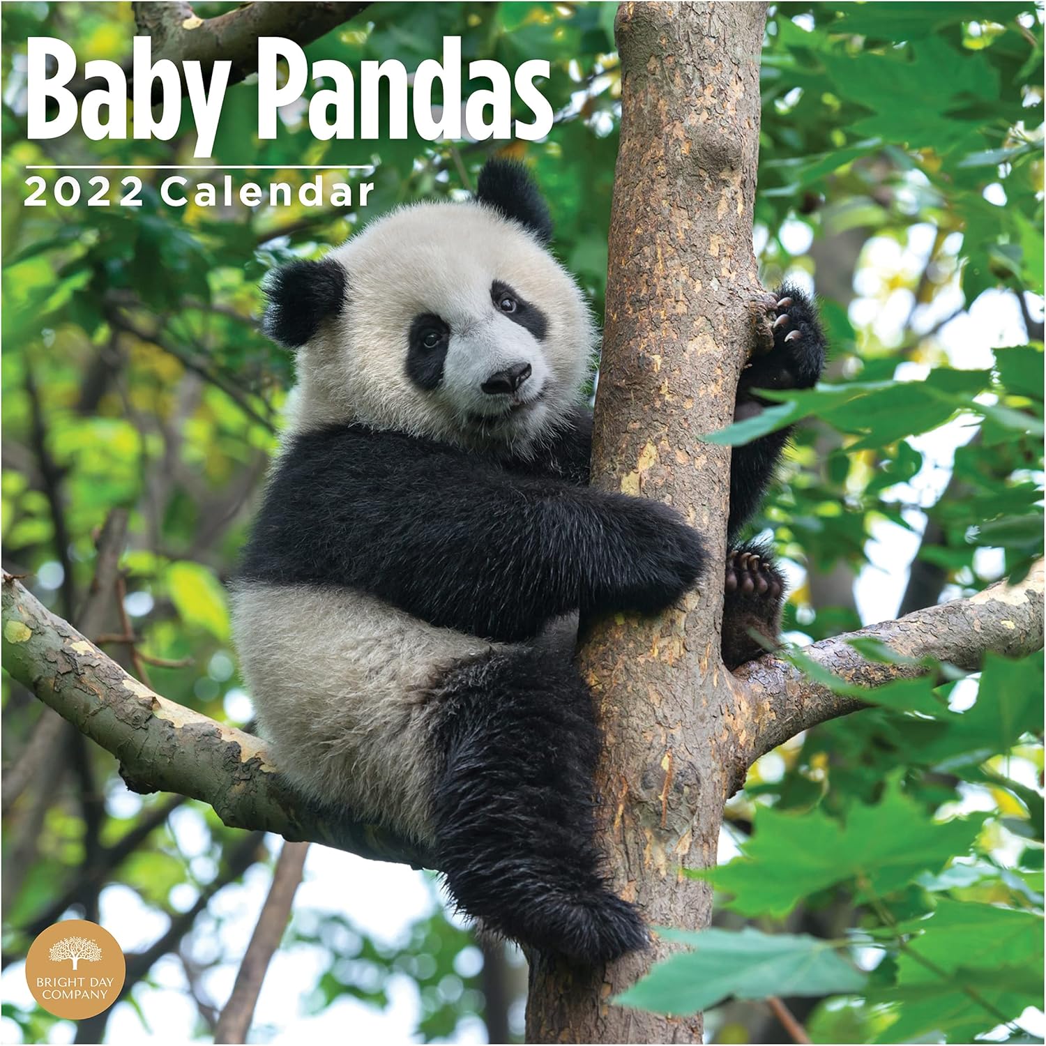 2022 Baby Pandas Wall Calendar by Bright Day, 12 x 12 Inch, Cute Bear ...