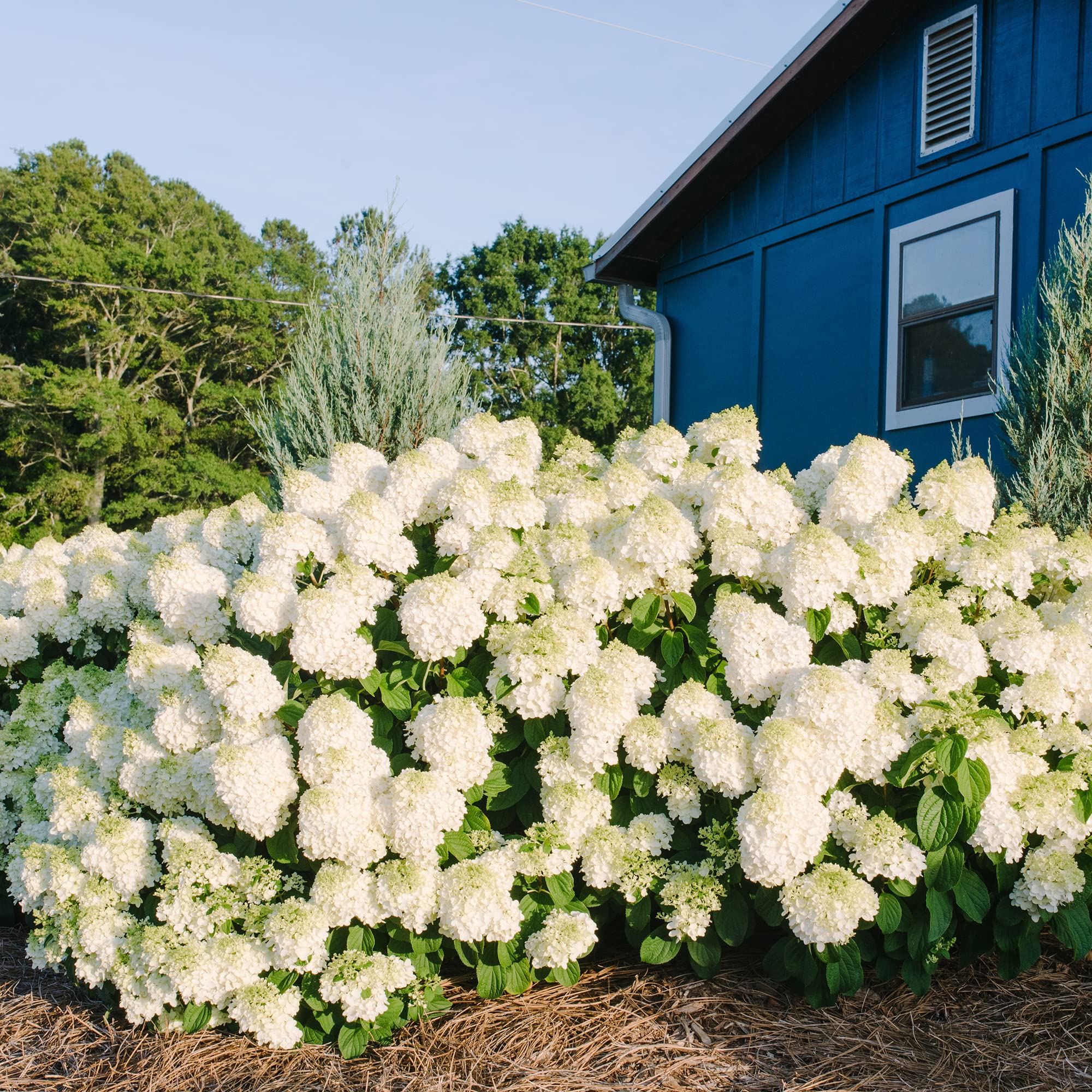Little Lamb Hydrangea Tree