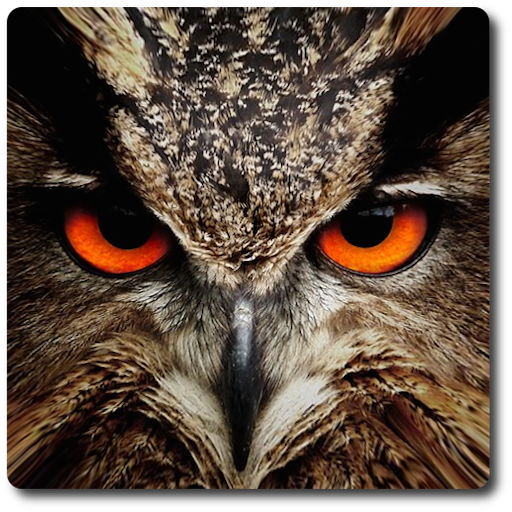 Owl Vision Camera Effect - Owl Night Vision - App on Amazon Appstore