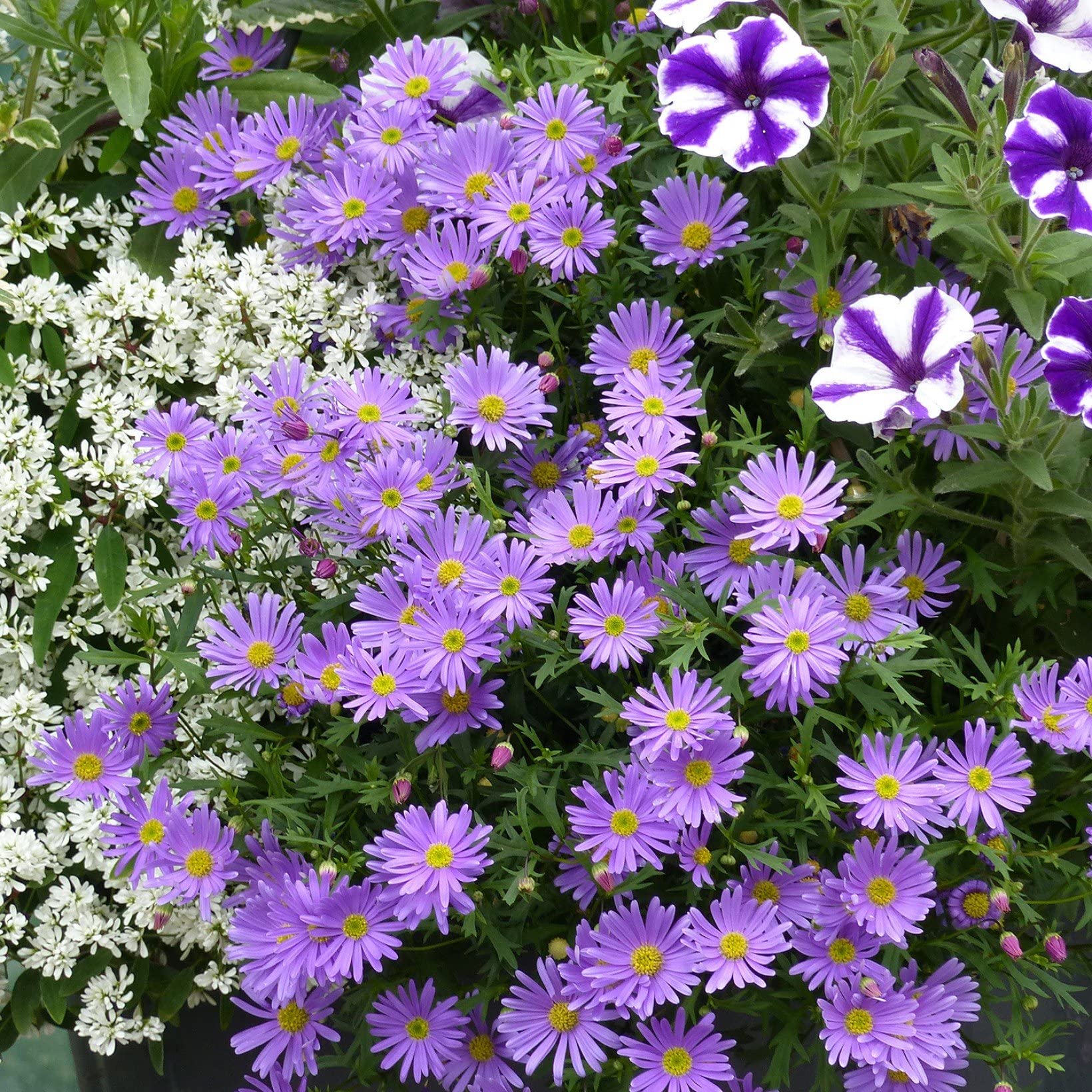 Flora Seeds Brachyscome Open Pollinated Flower Seeds (Pack of 50 Seeds ...