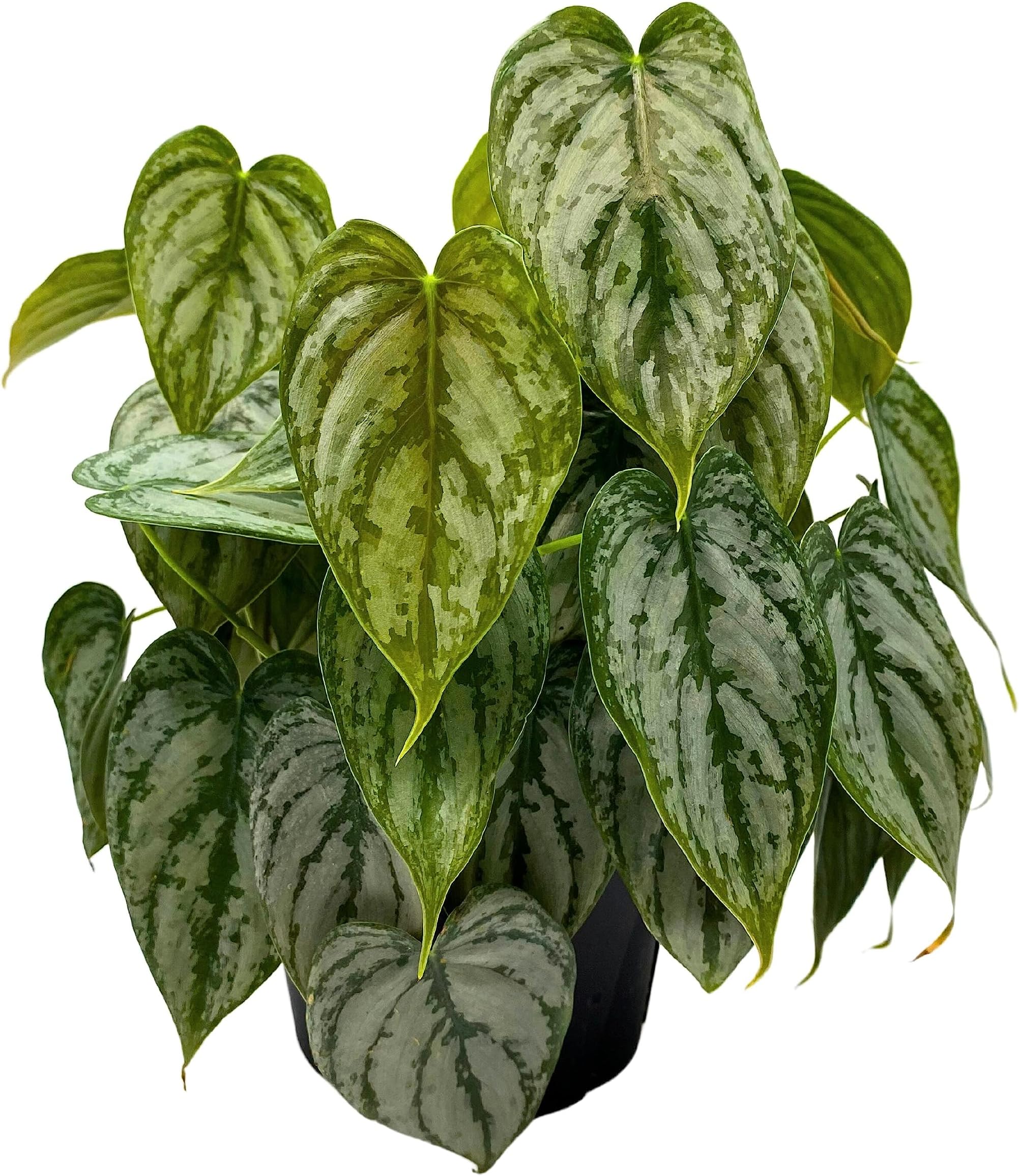Amazon.com : BubbleBlooms Philodendron Brandtianum in a 6 inch Pot ...