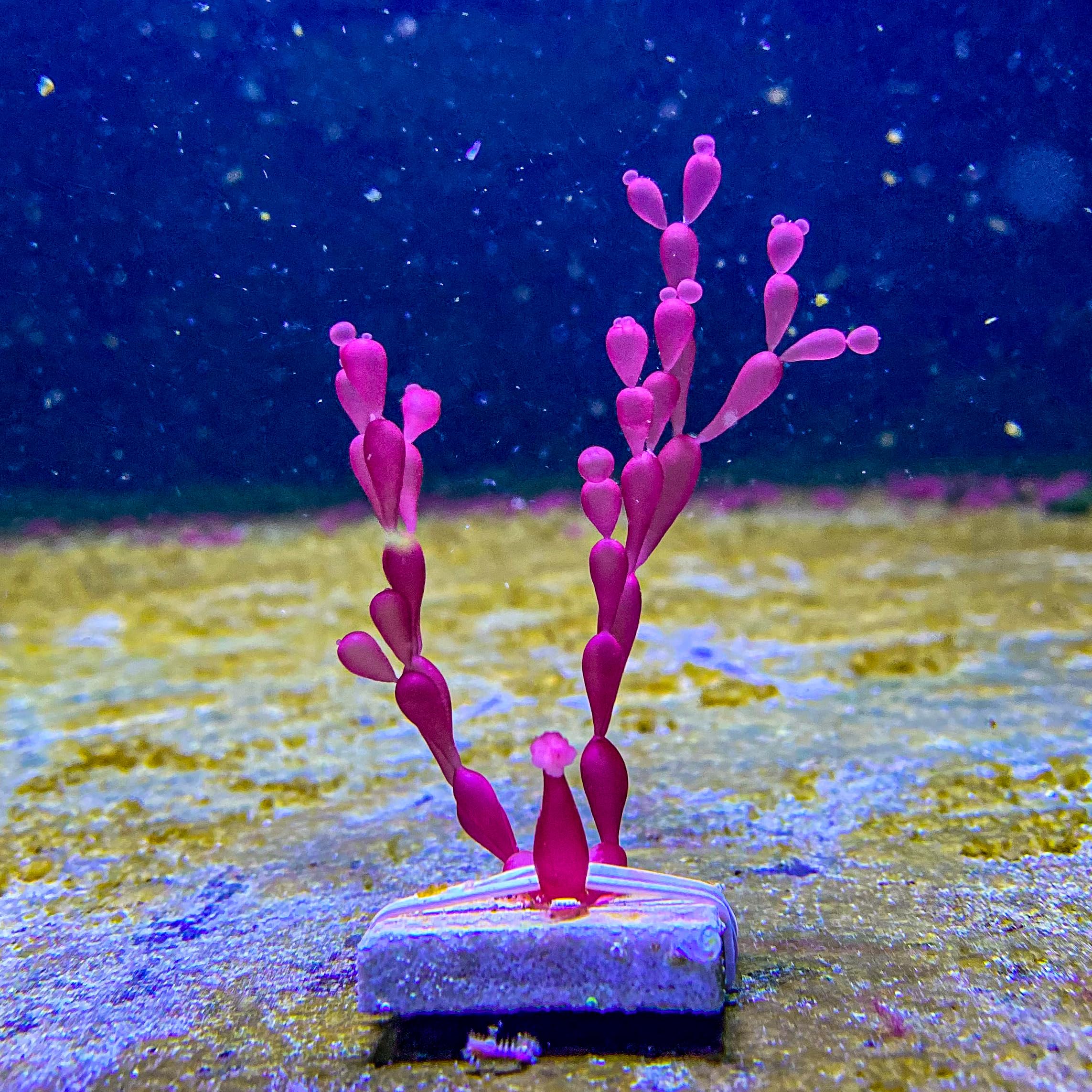 Refugium Macroalgae