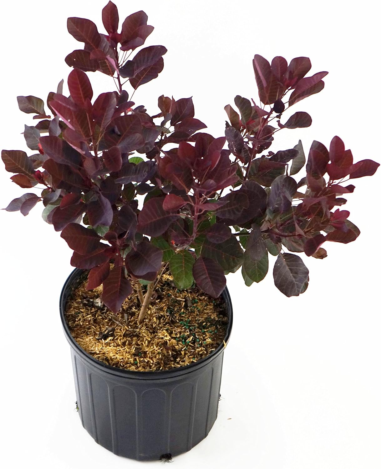 Amazon.com : Royal Purple Smokebush, pink flowering plant in 2 Gallon ...