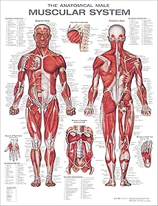 Amazon.com: The Muscular System Anatomical Chart Laminated , Nursery ...