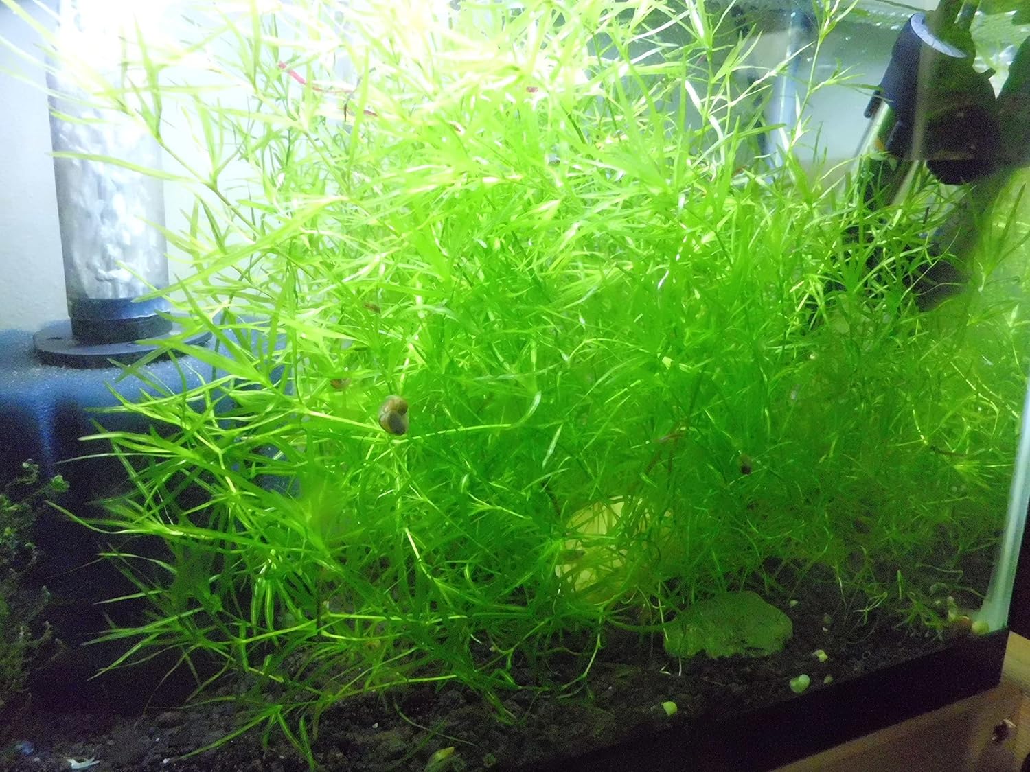 3X Najas Guadelupensis (Guppy Grass) Live Aquarium Plant : Amazon.ca: Pet Supplies