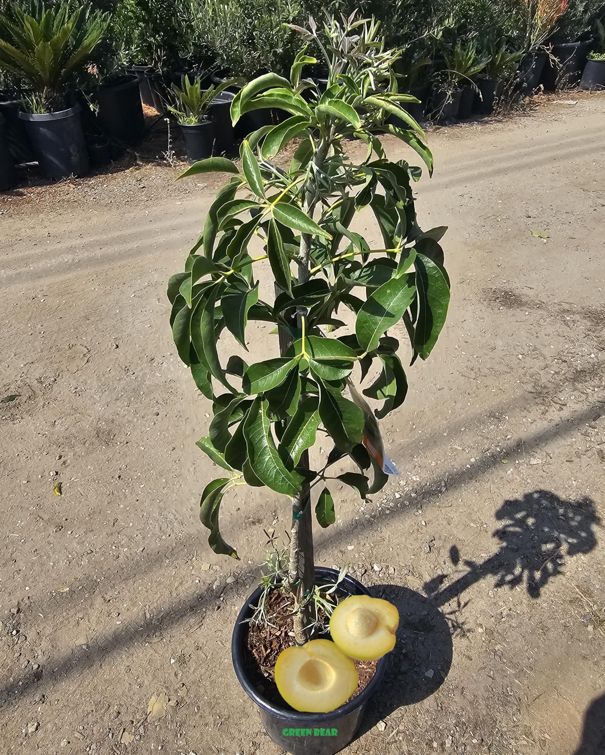 Sapote Fruit Tree Yellow Sapote Fruit Tree (Canistel) Unique, Very