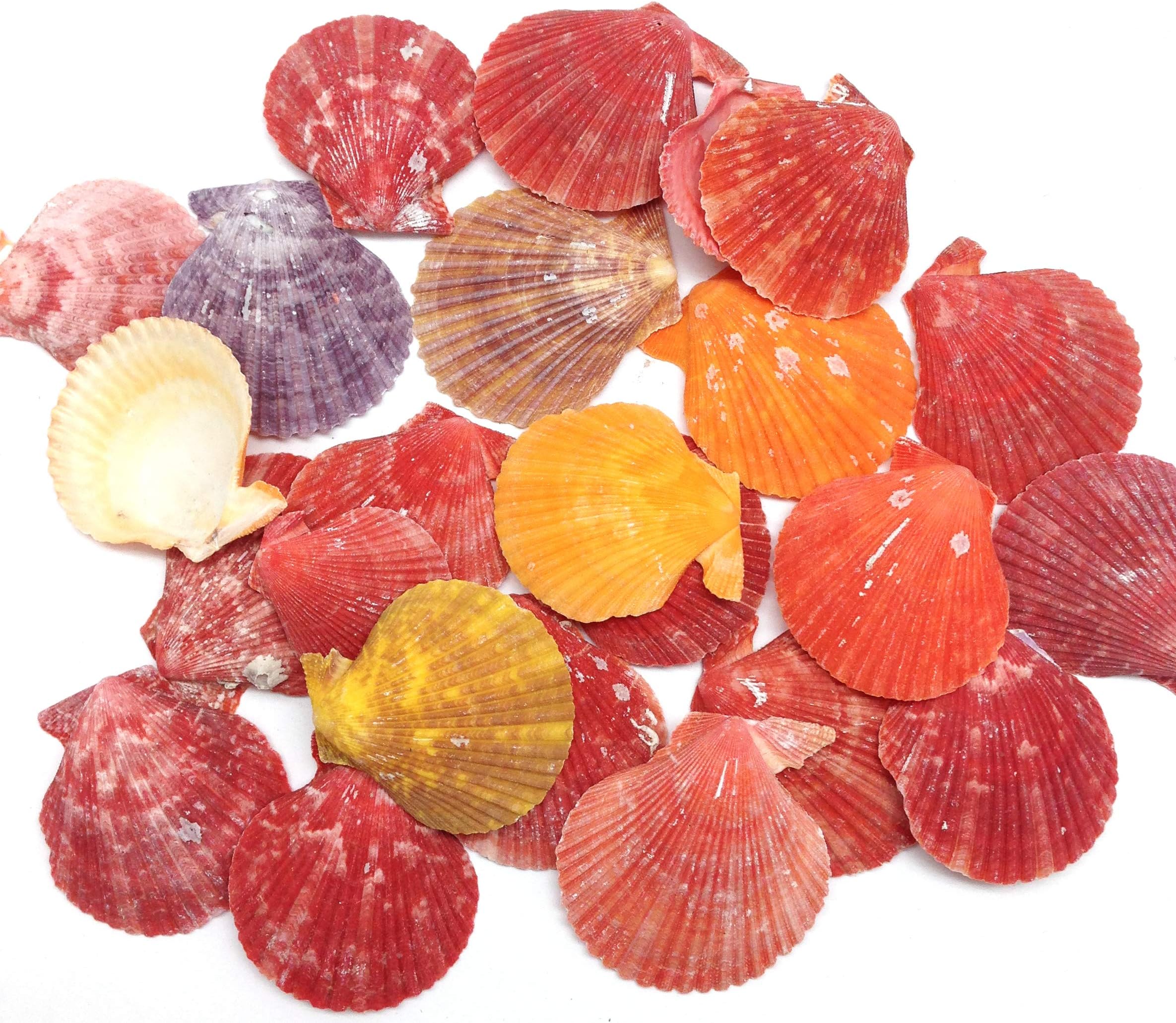 Amazon.com: PEPPERLONELY 50 PC Pecten Colorful Scallop Sea Shells, 1-1/ ...