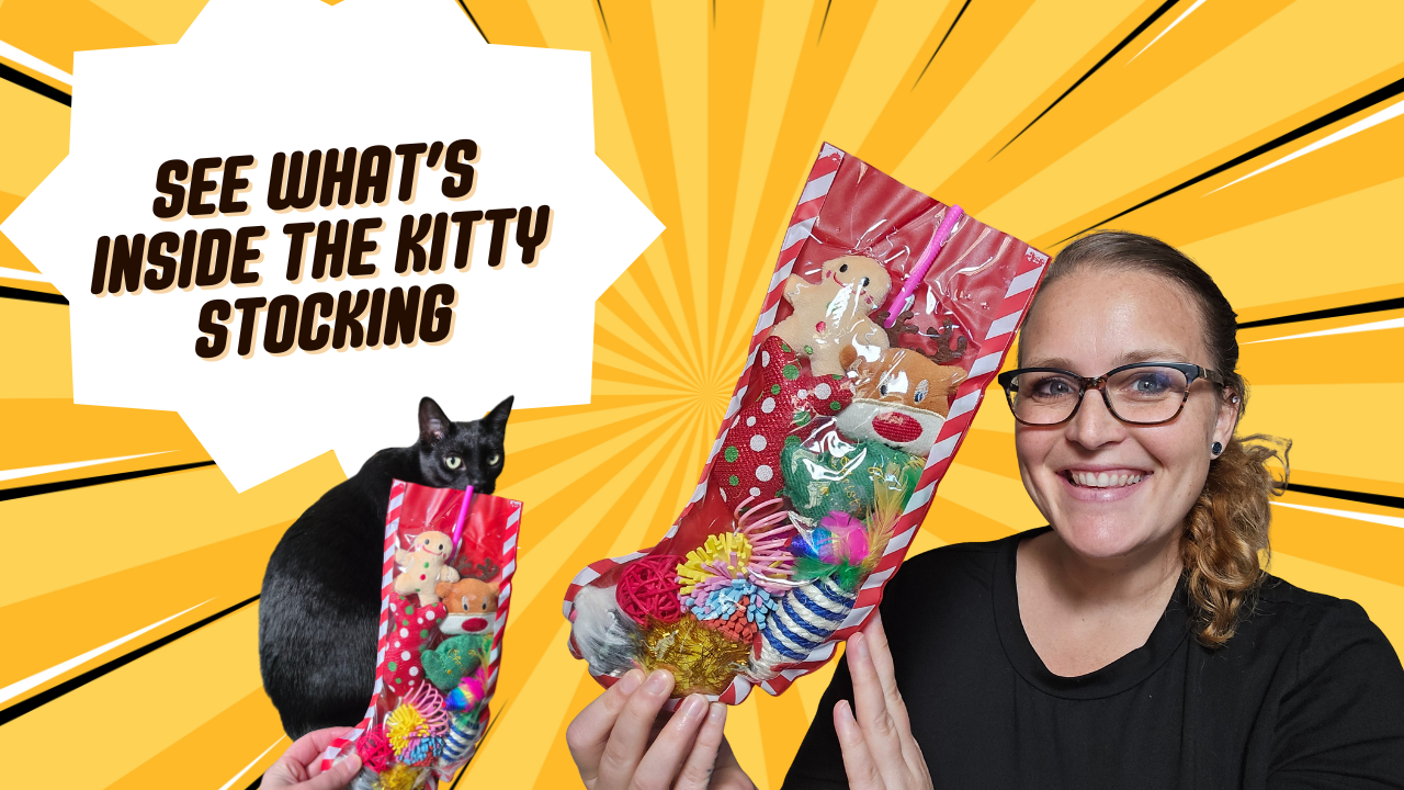 Watch Christmas Stocking For Cats. Whats Inside on Amazon Live