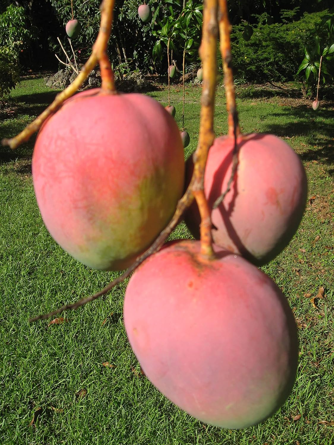 Native Earth Nursery Rare " Fascell Mango " Hybrid 1 Healthy Live Plant ...