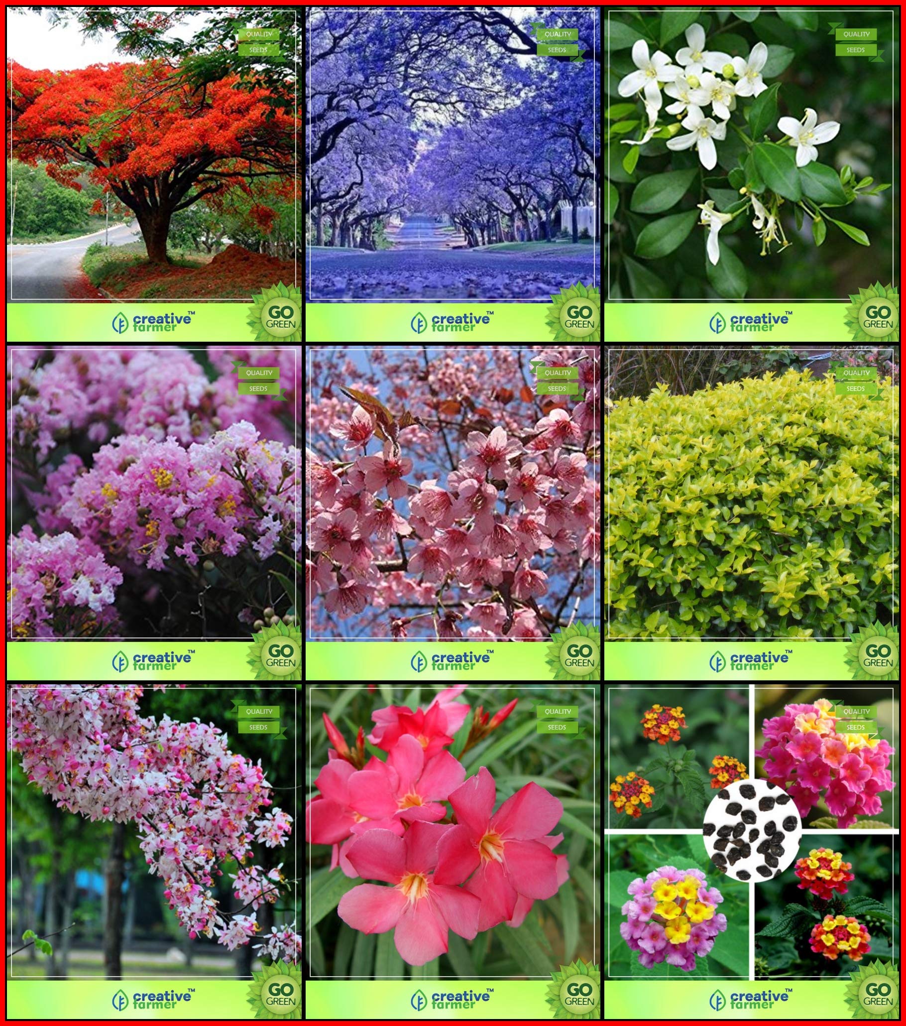 Buy Creative Farmer Gardening Plant Seed Combo Tree Seeds : Blue ...