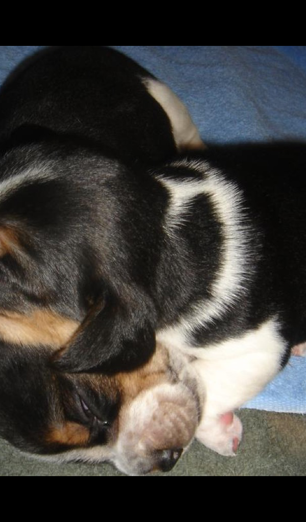 Snuggling Dog Wallpaper -- HD Wallpapers of Snuggling Dogs! - App on ...