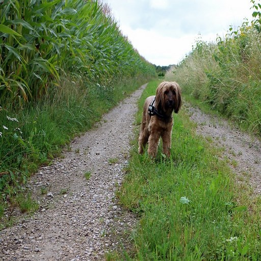 Ambar - App on Amazon Appstore