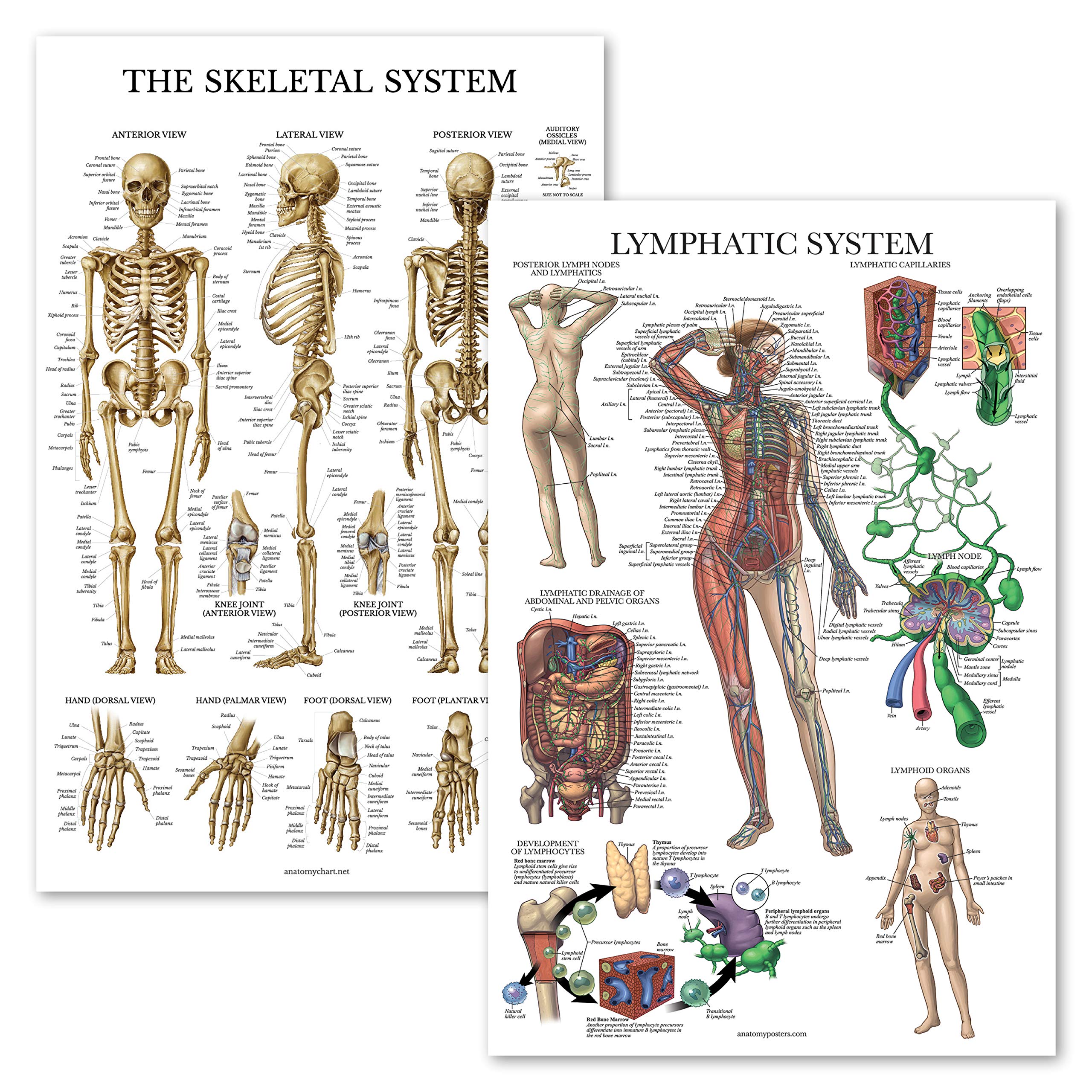 2 Pack Skeletal System Anatomical Poster Lymphatic System Anatomy Chart ...