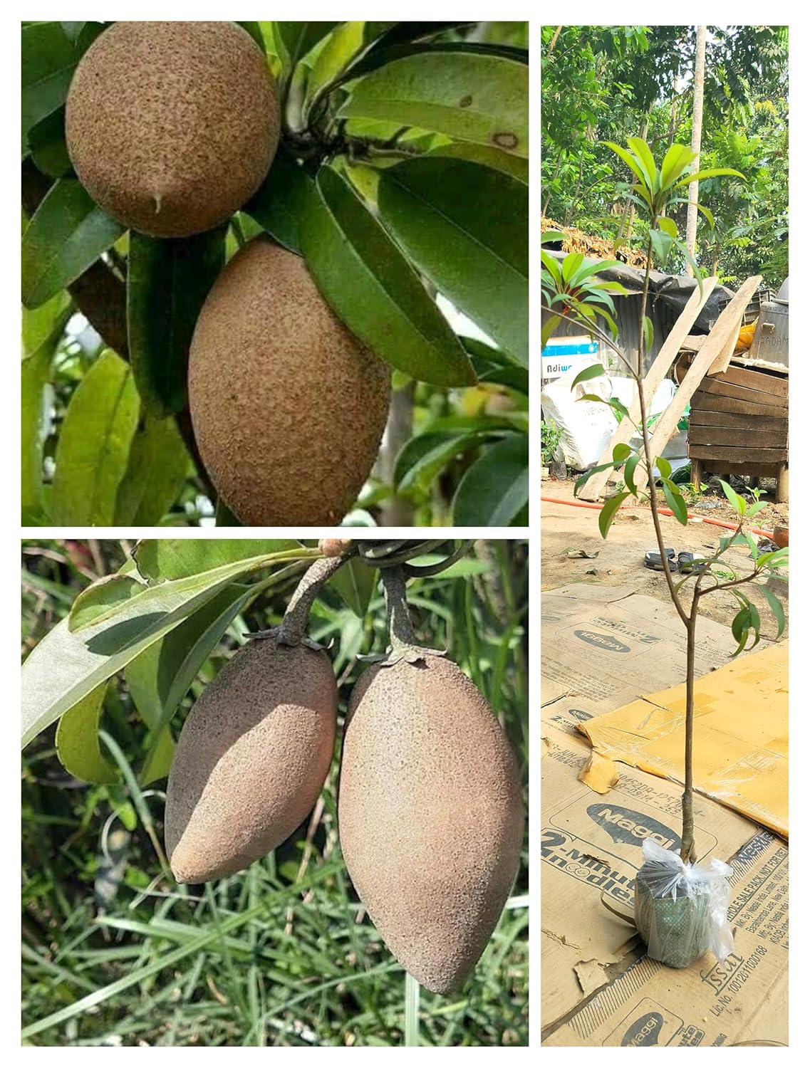 BIG PLANT BAZAR THAI LONG CHIKU Plant " Grafted Tree" (Plant Height 2.5 ...