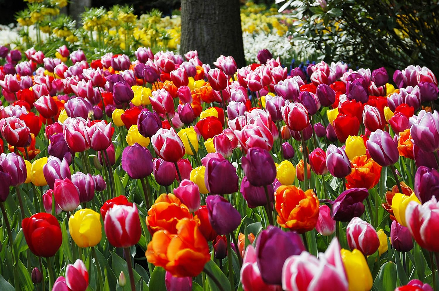 Amazon.com : Extra Large Bulb Size - 50 Dutch Grown Tulip Bulbs - Mid ...