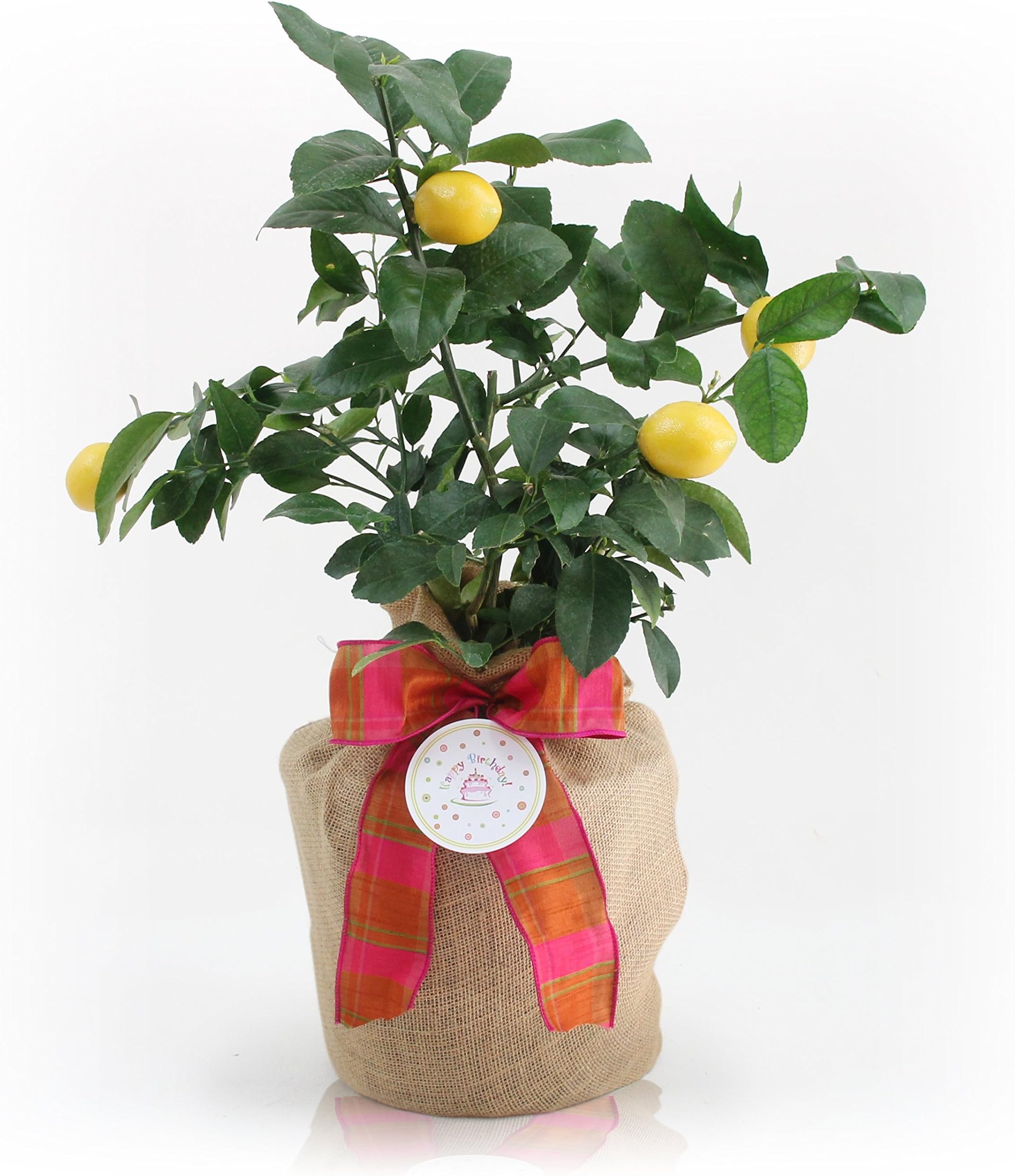 Amazon.com : Meyer Lemon Tree Live, 3 Inc Tall Starter Plant, Well ...