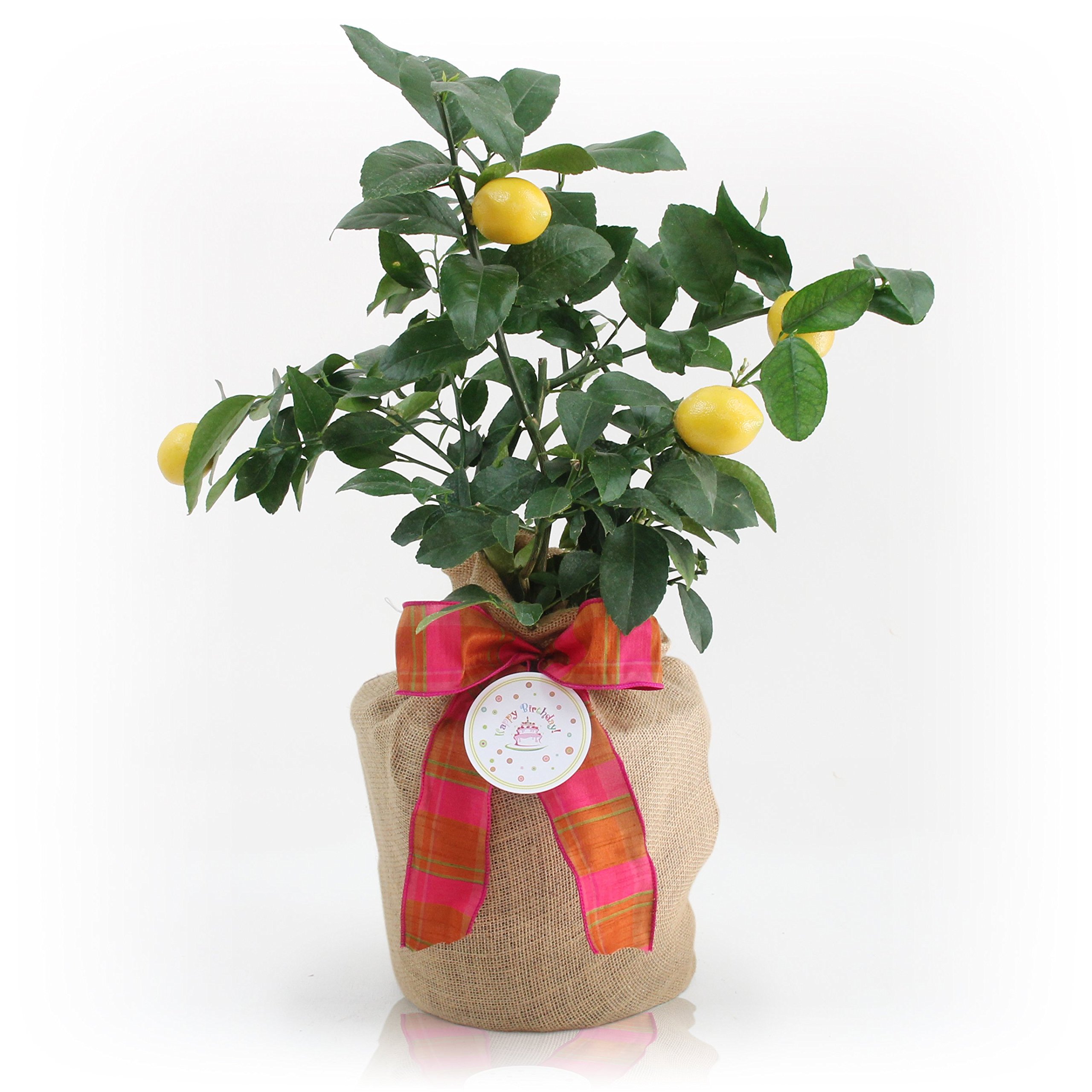 Amazon.com : Happy Birthday Meyer Lemon Gift Tree by The Magnolia ...
