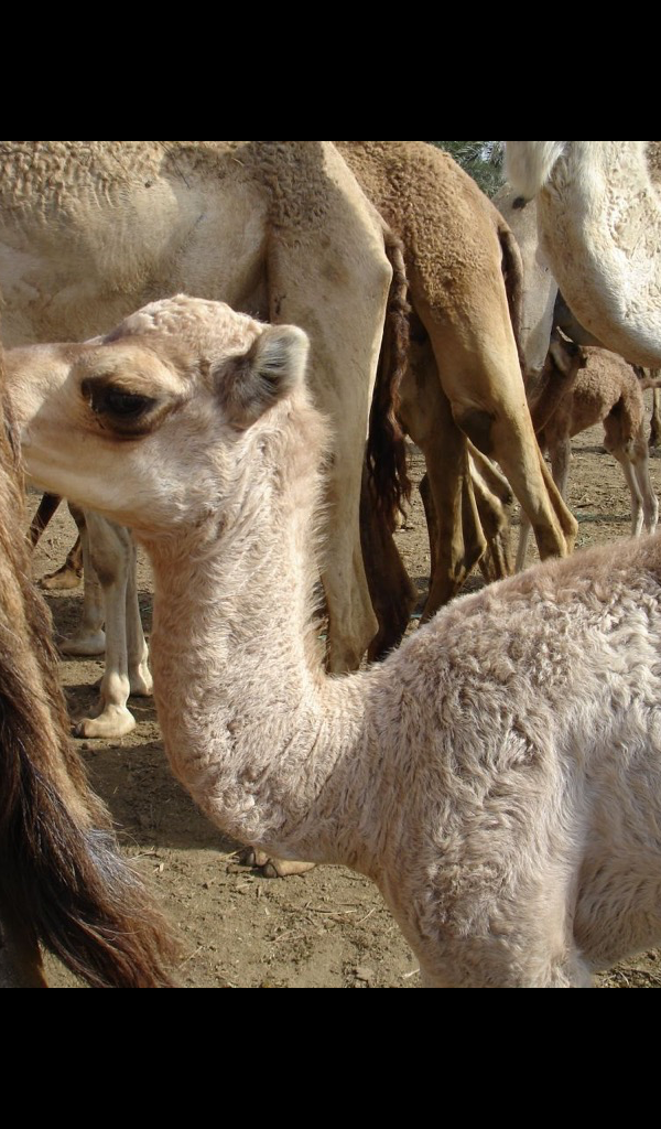 Baby Camel Wallpaper -- HD Wallpapers of Baby Camels! - App on the ...