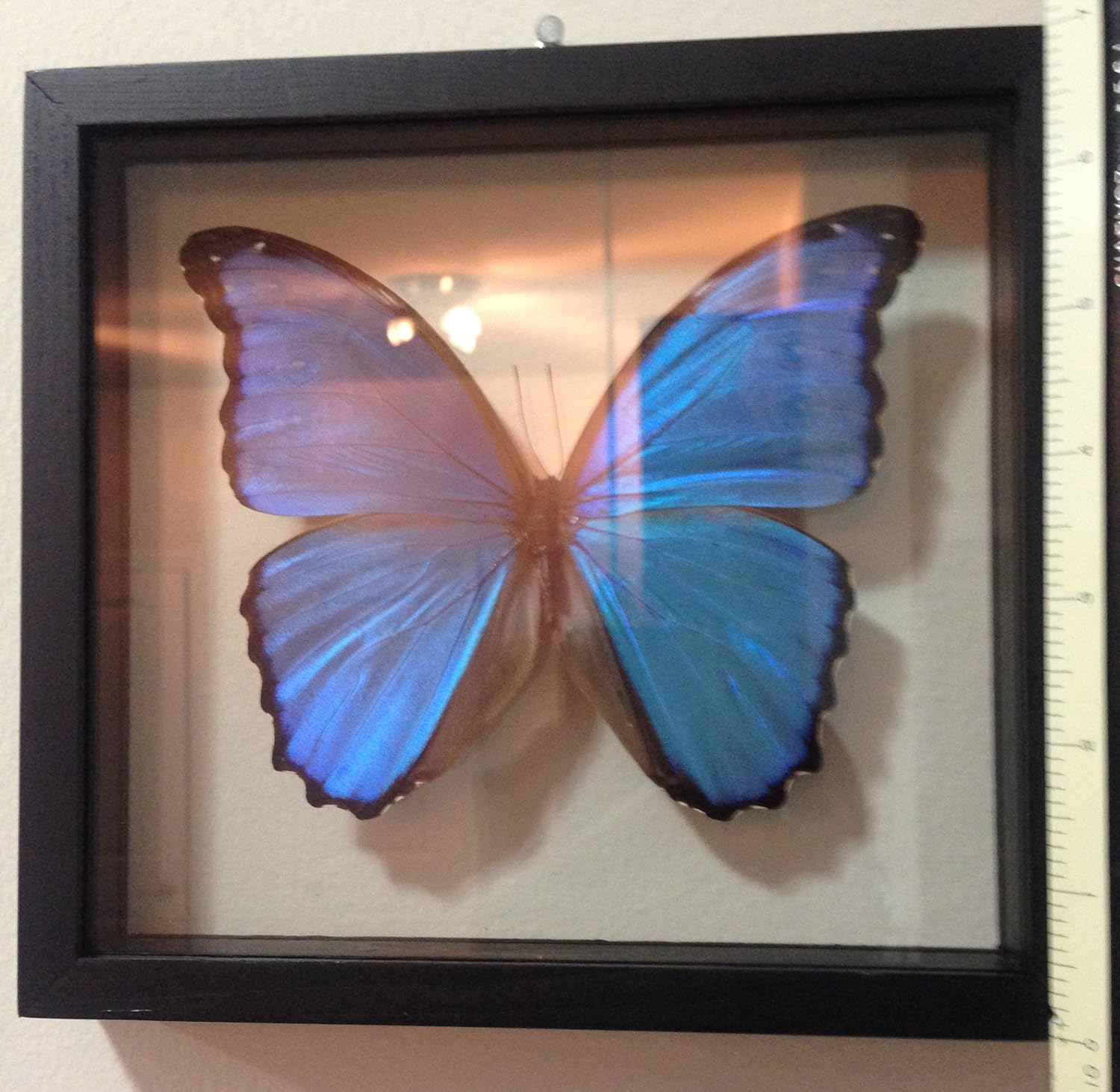 Real Blue Morpho Butterfly Framed and Mounted in Black Display by Ben ...