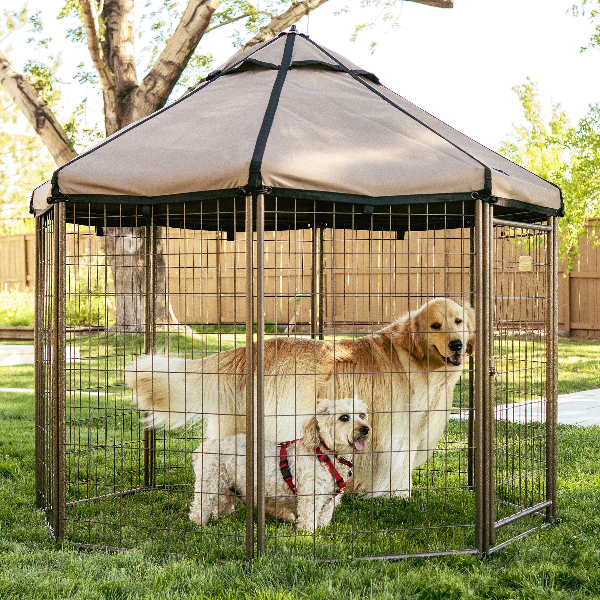 Advantek dog kennel online