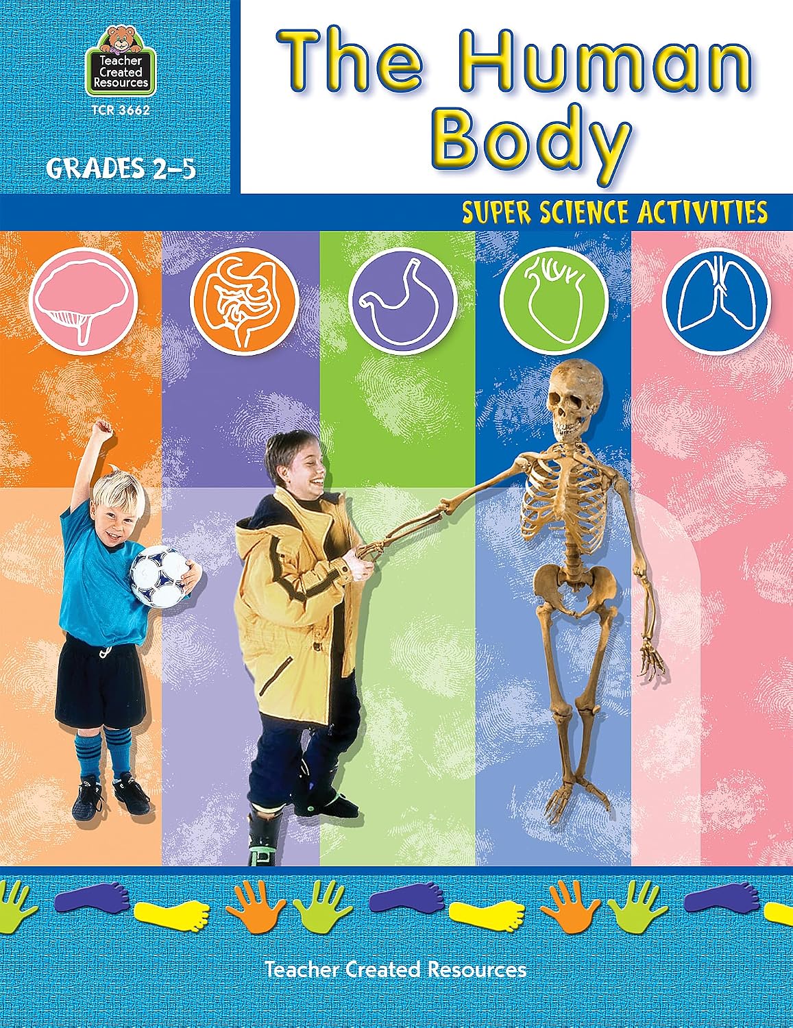 Amazon.com: The Human Body: Super Science Activities: 9780743936620 ...