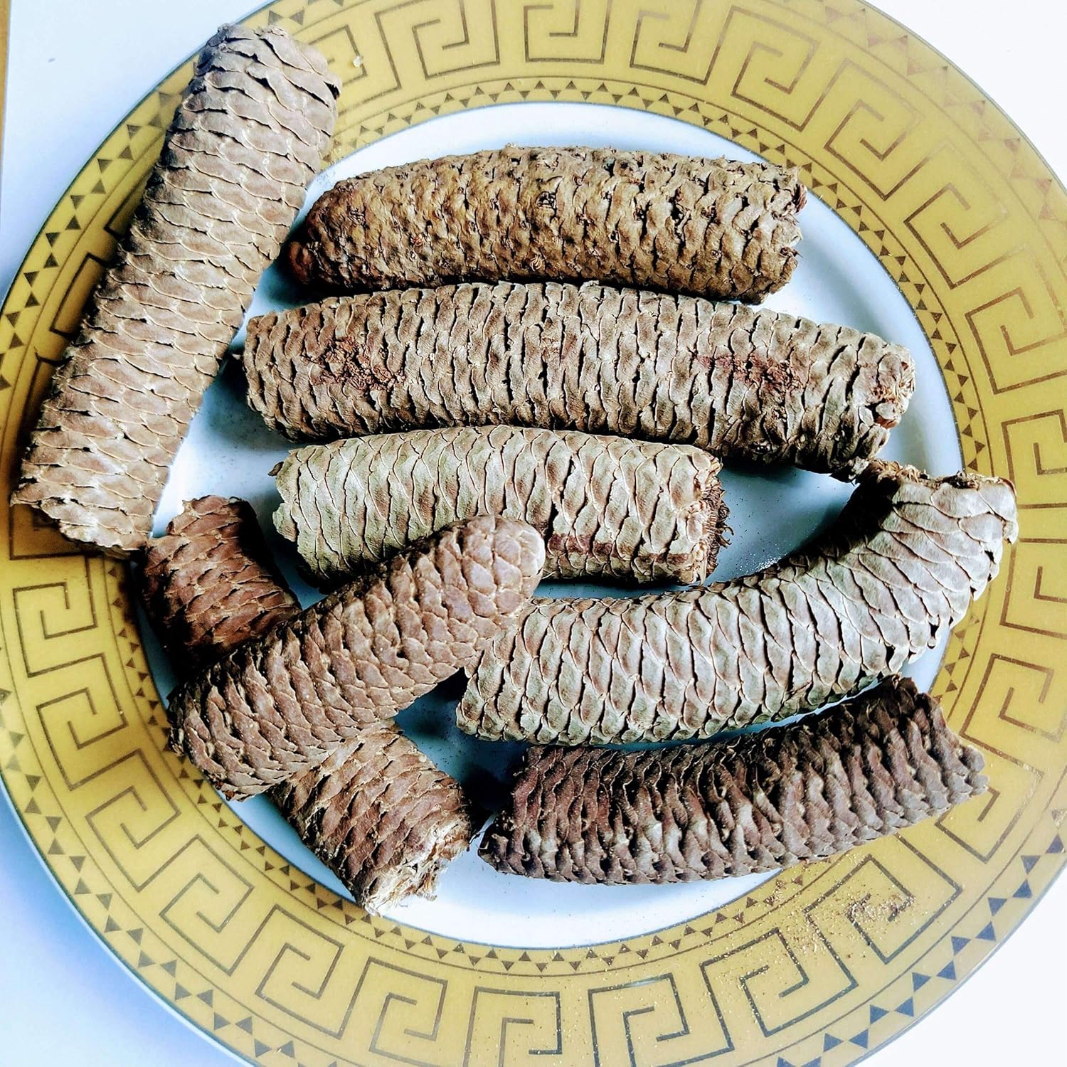 Buy GAJ PIPAL-GAJPEEPAL-GAJ PEEPAL-SCINDAPSUS OFFICINALIS (100 Gms ...