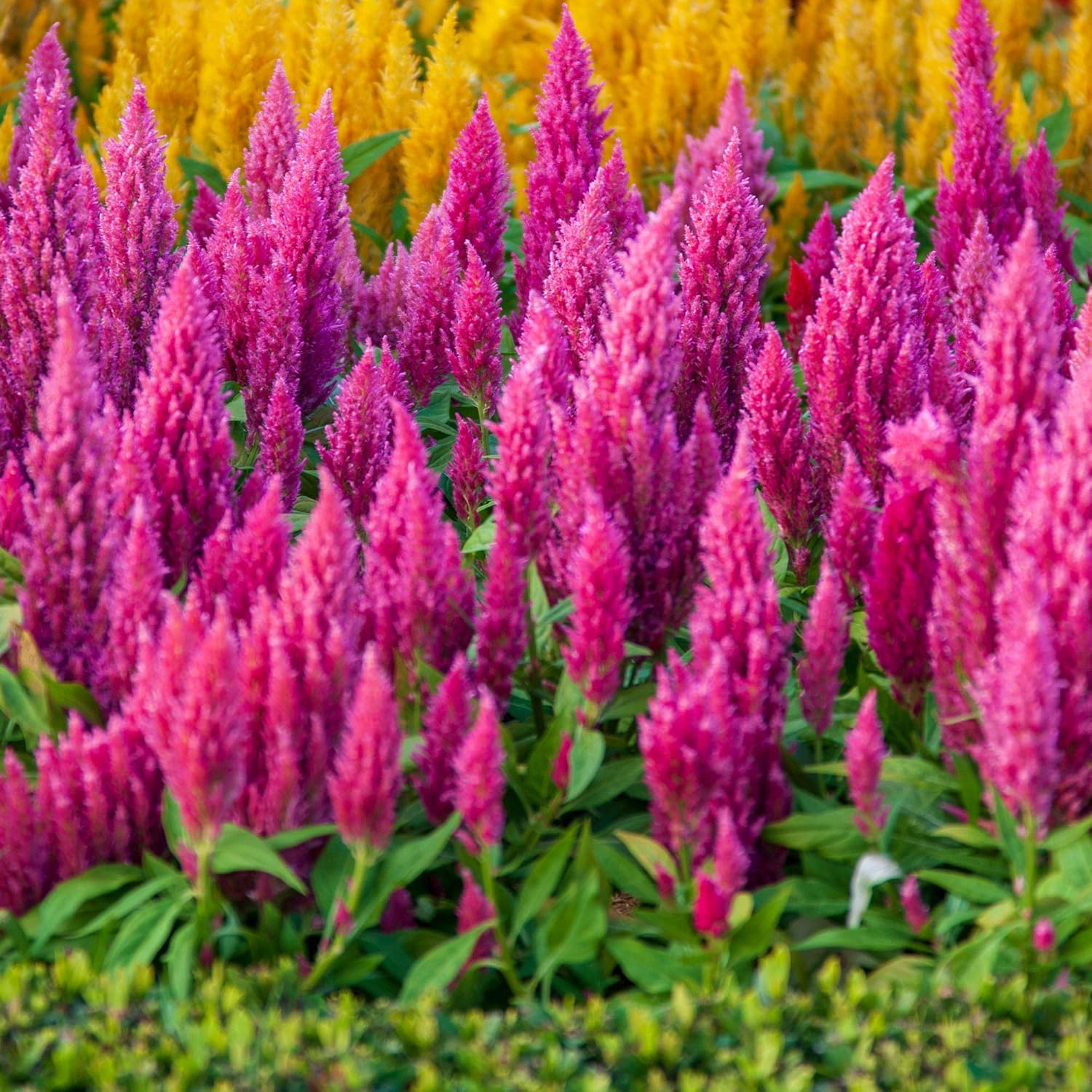 Outsidepride Celosia Pink Plume Plant, semillas de flores de jardín de ...