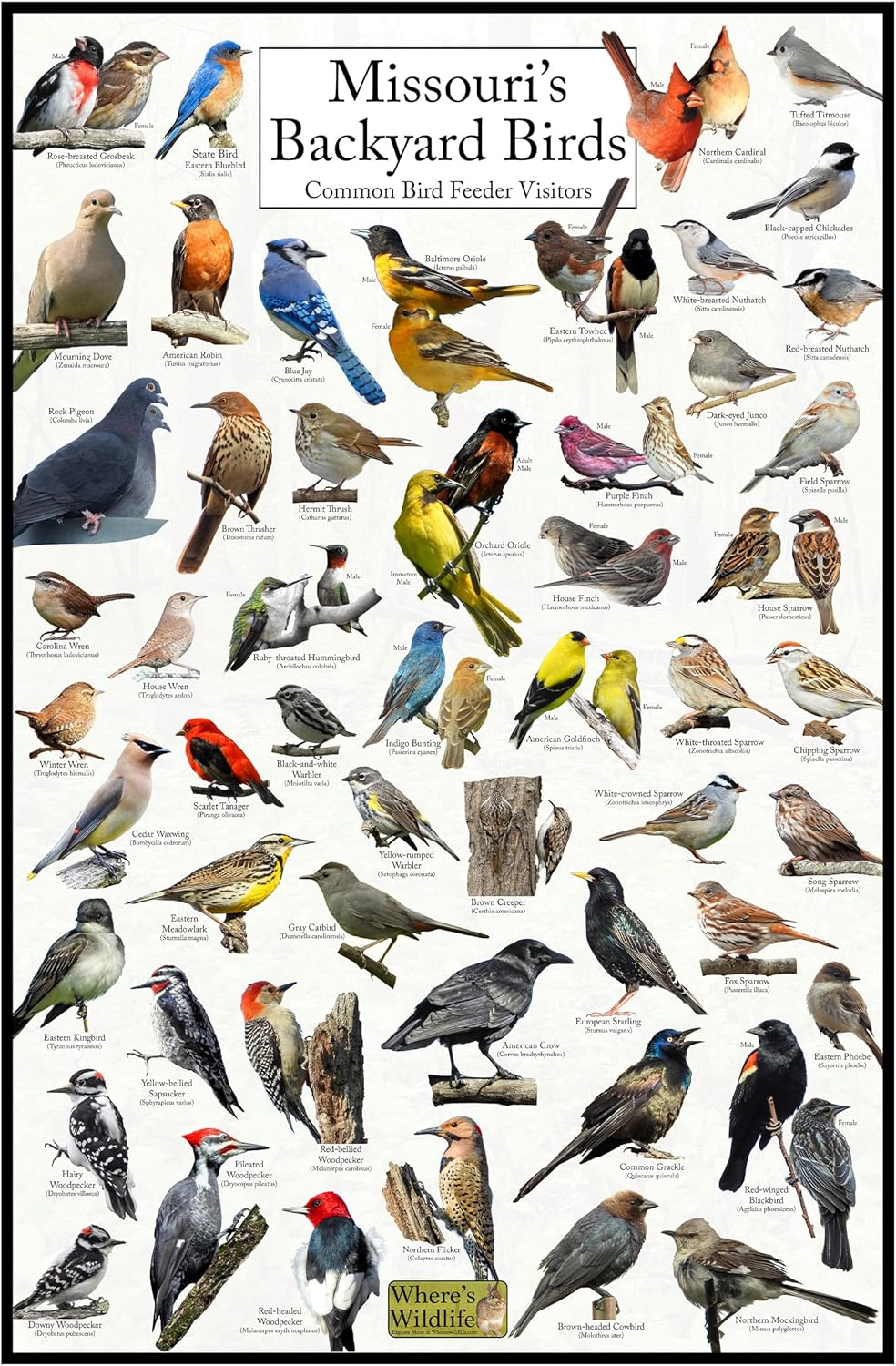 Amazon.com: Where's Wildlife Missouri's Backyard Birds Poster ...