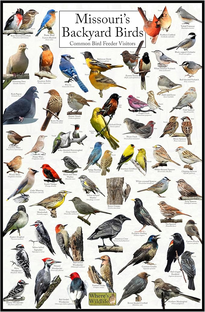 Amazon.com: Where's Wildlife Missouri's Backyard Birds Poster ...