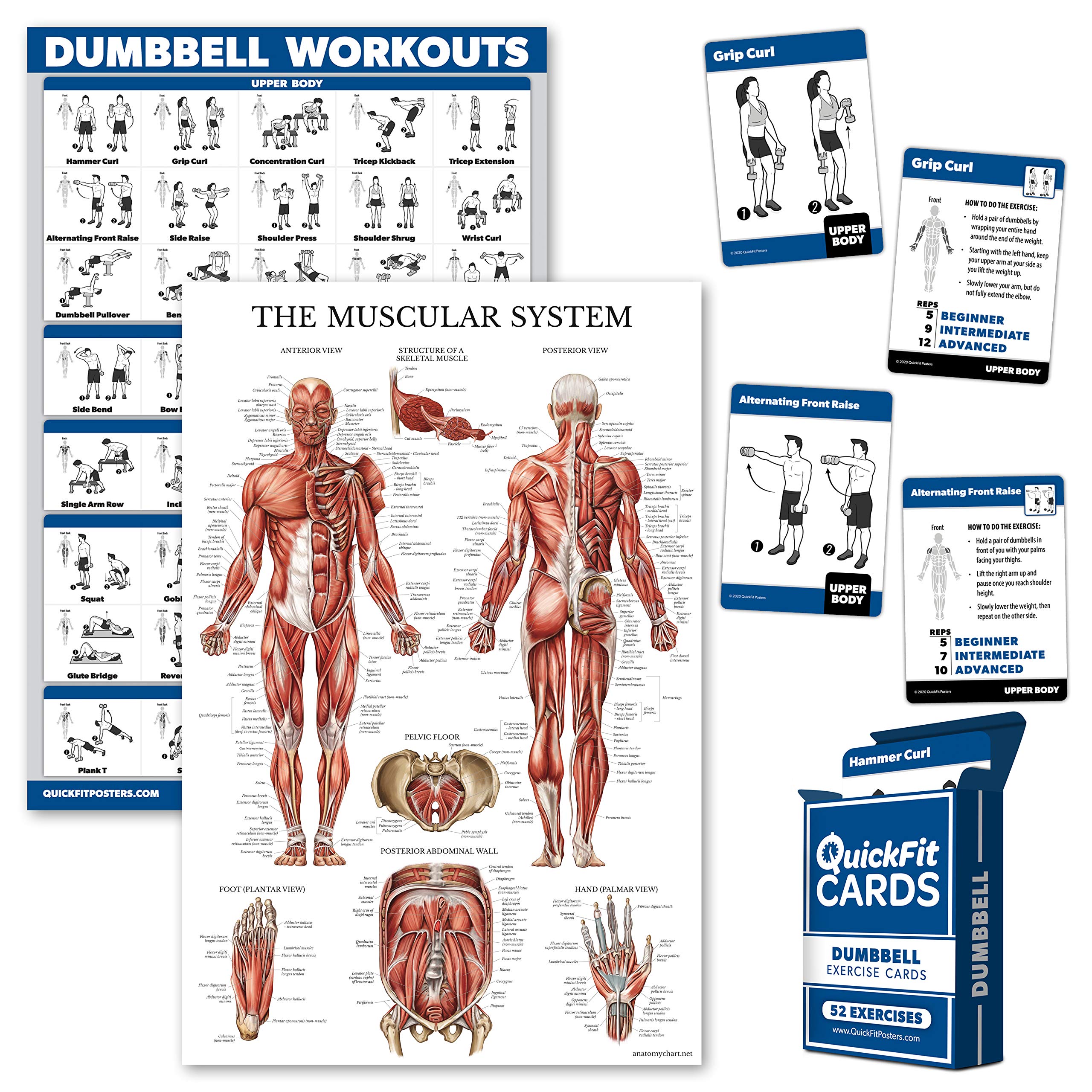 Buy 3 Pack: Dumbbell Workouts + Muscular System Anatomy Set + Dumbbell ...