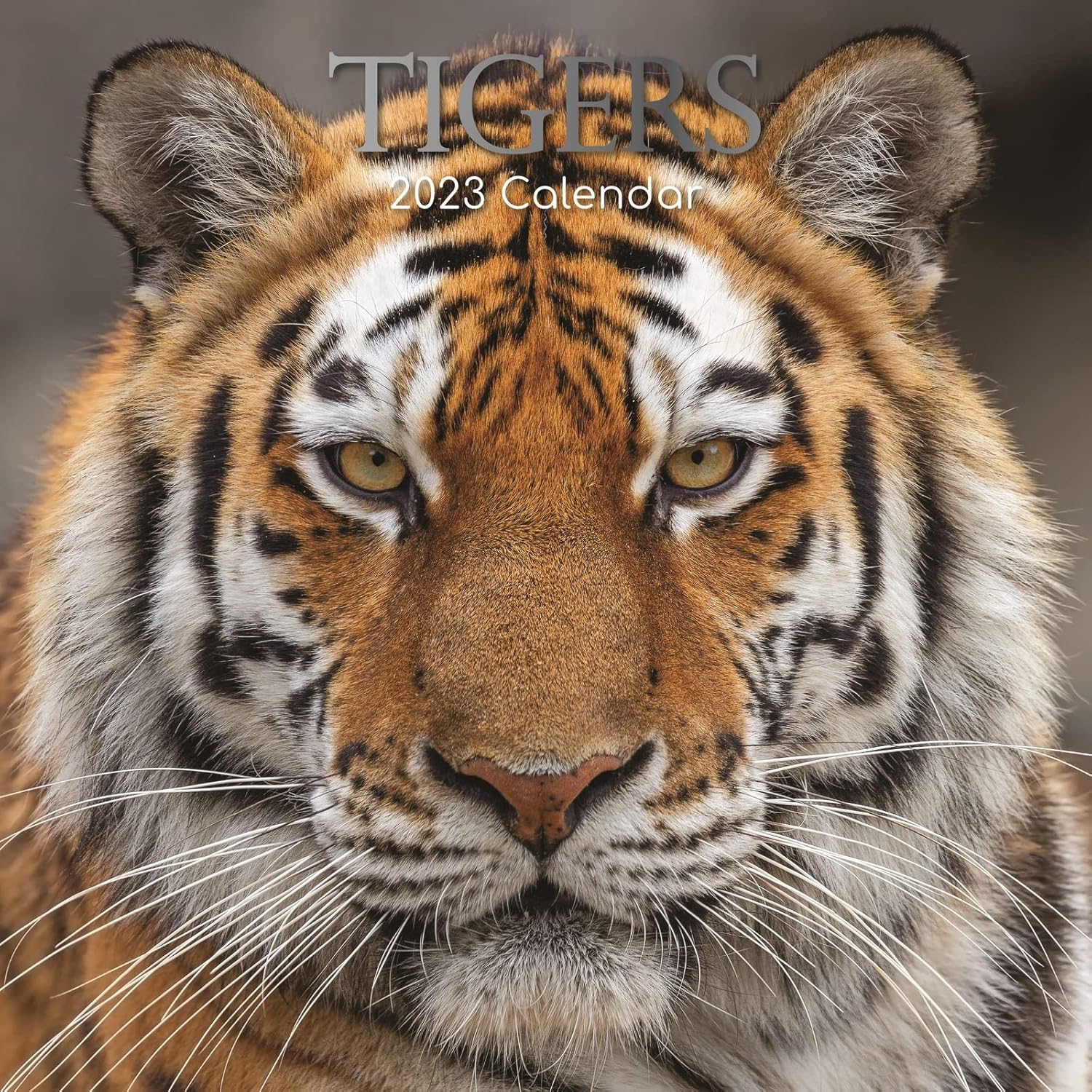 Wall Calendar 2023 - Tigers, 30 x 30 CM Monthly View, 16-Month, Animals ...